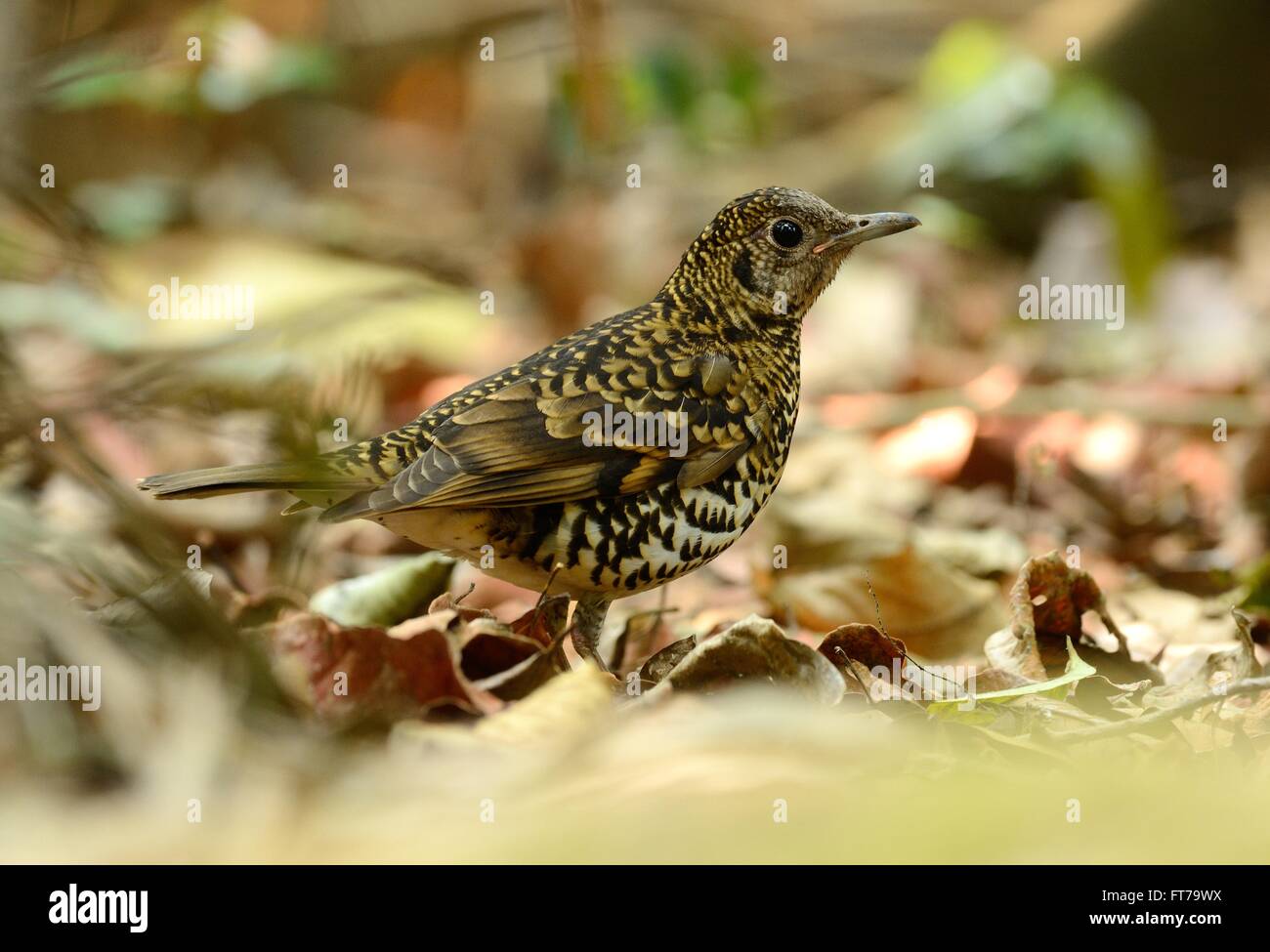 beautiful White's Thrush (Zoothera aurea) in Thai forest Stock Photo ...