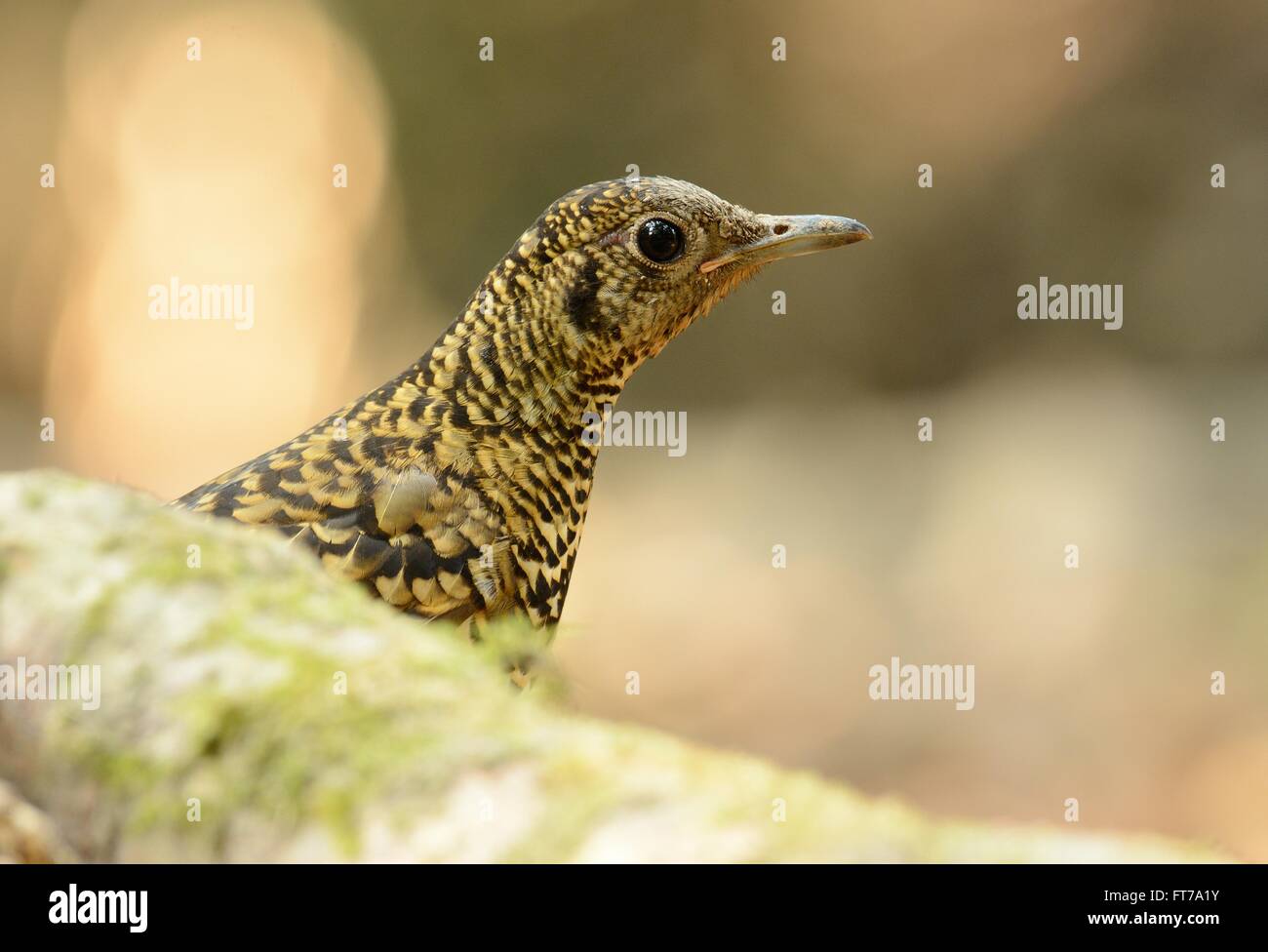 beautiful White's Thrush (Zoothera aurea) in Thai forest Stock Photo ...