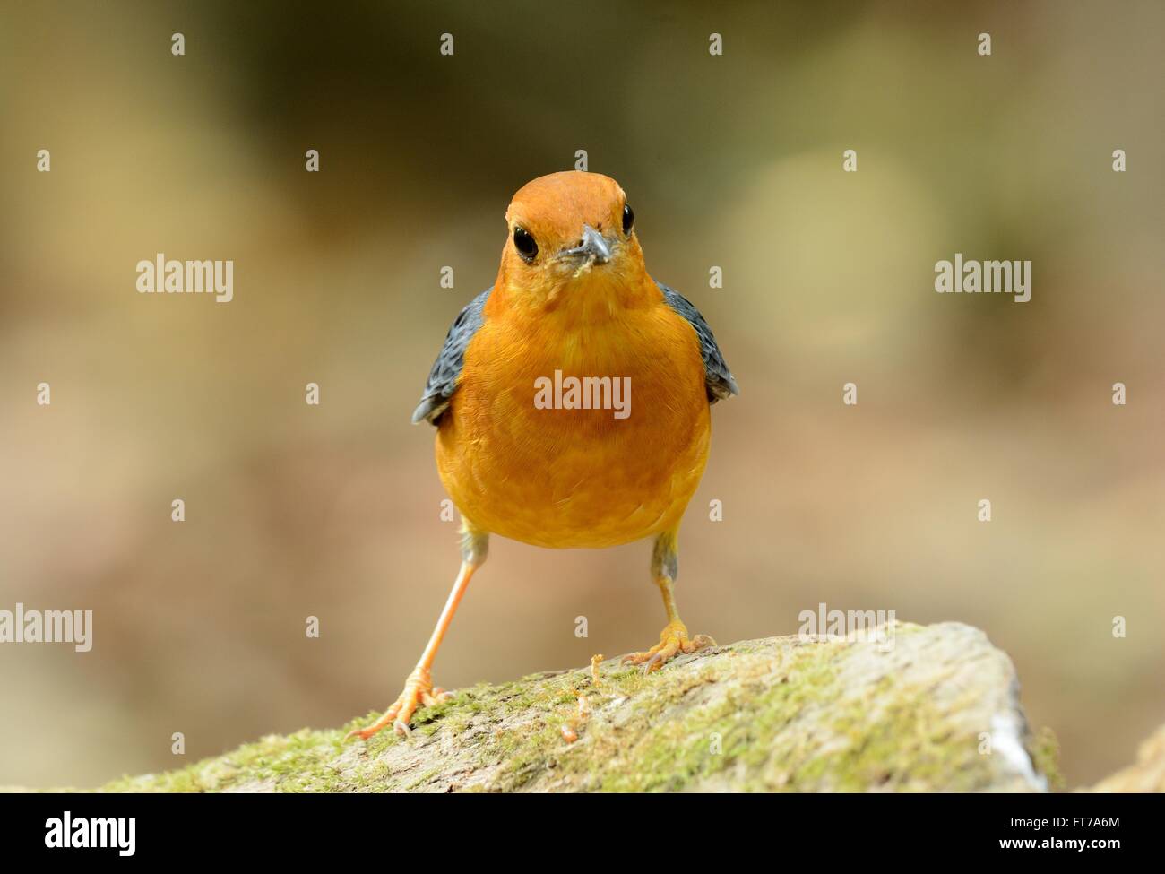 An orange headed ground thrush hi-res stock photography and images - Alamy