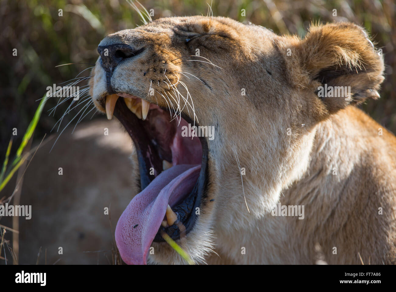 Lion,Loewe,Panthera leo, female Stock Photo - Alamy