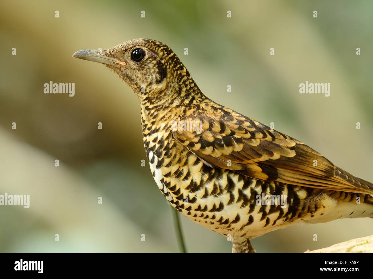 Zoothera aurea aurea hi-res stock photography and images - Alamy