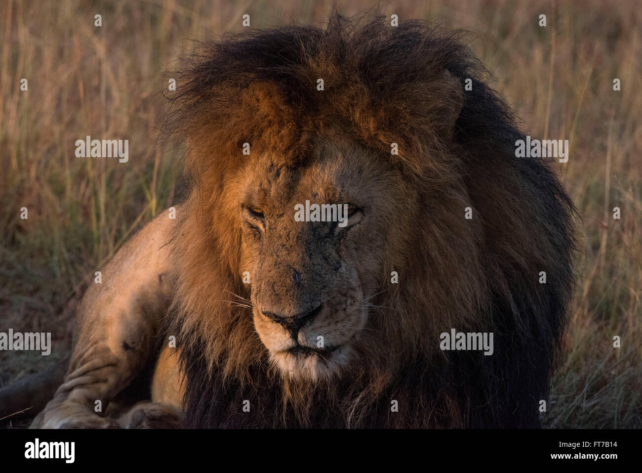 Loewe sign hi-res stock photography and images - Alamy