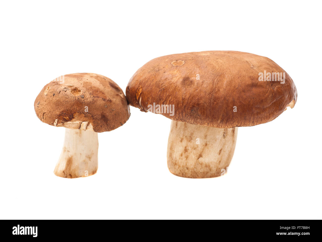 Easy grow food Cut Out Stock Images & Pictures - Alamy