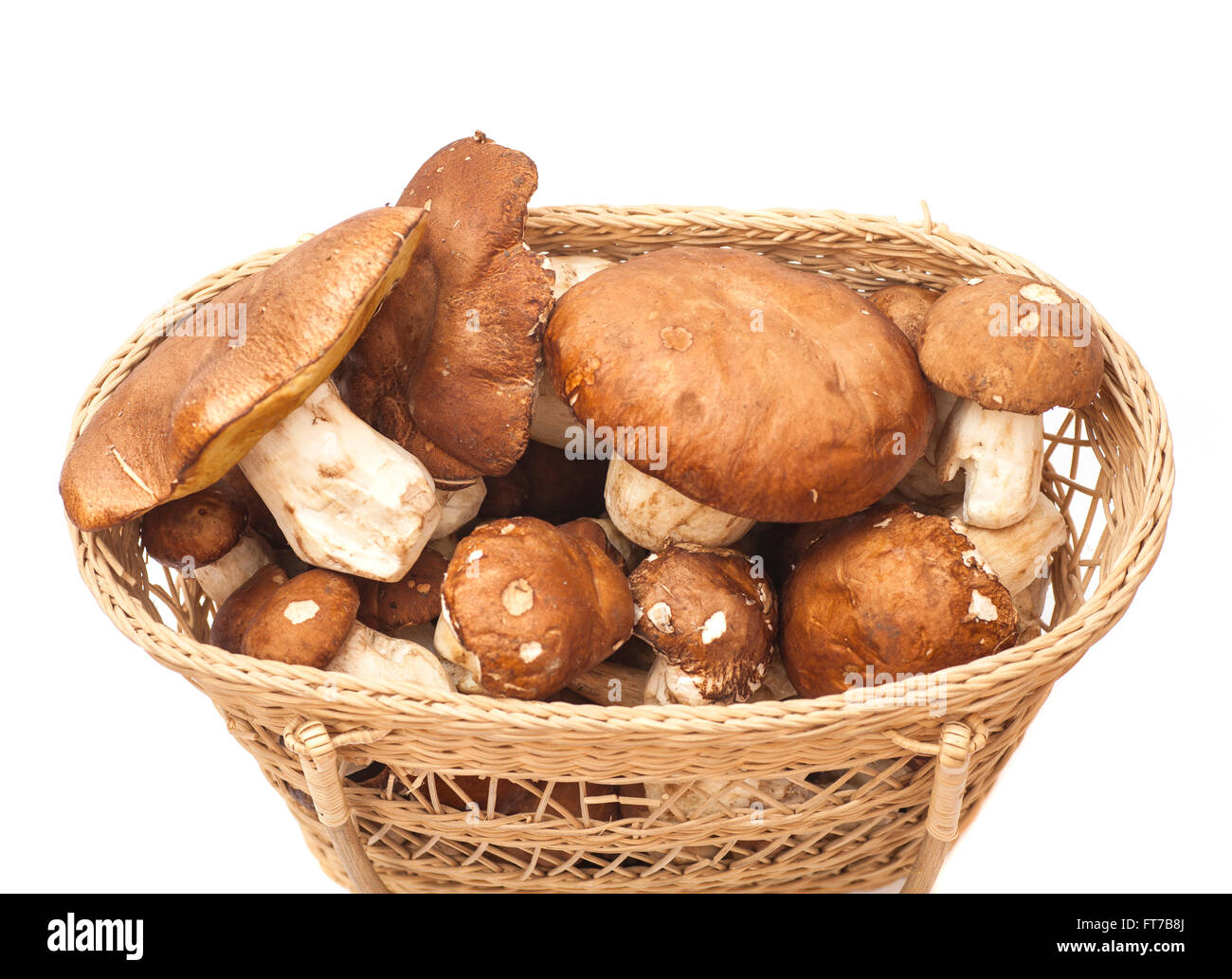 Fiber spores hi-res stock photography and images - Alamy