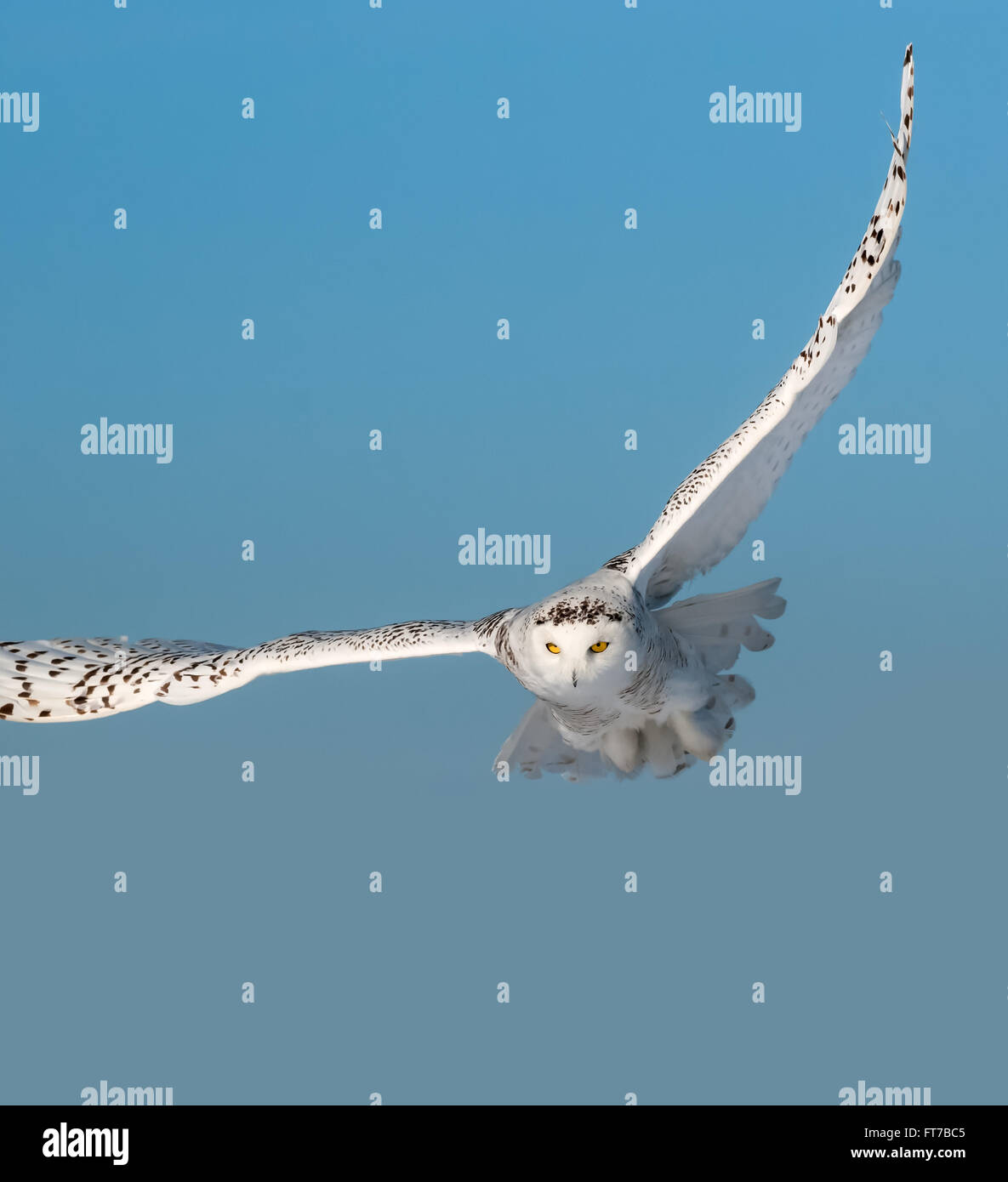 Snowy Owl in Flight Stock Photo - Alamy