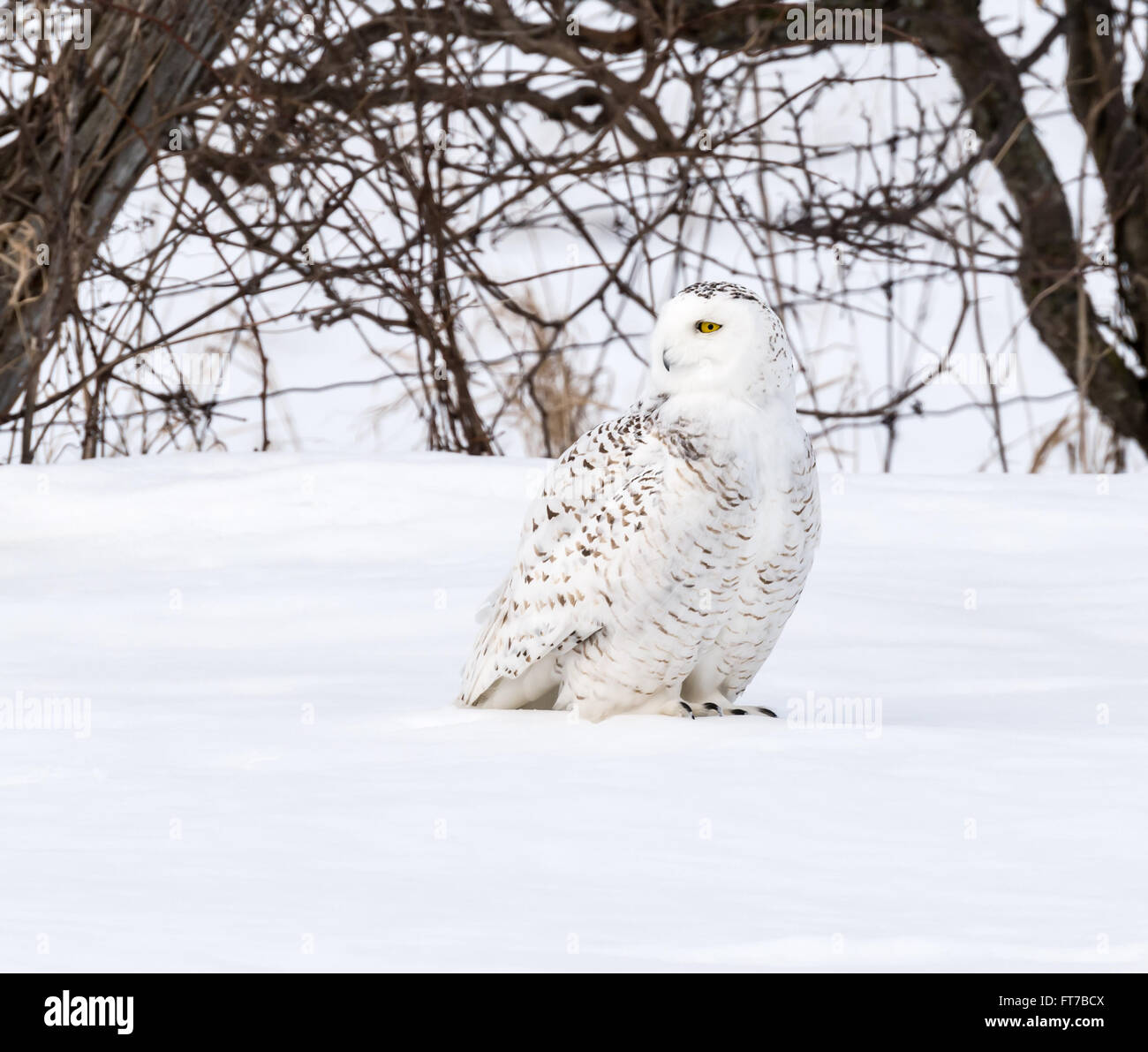 Snowy Owl Perched on Snow Stock Photo - Alamy