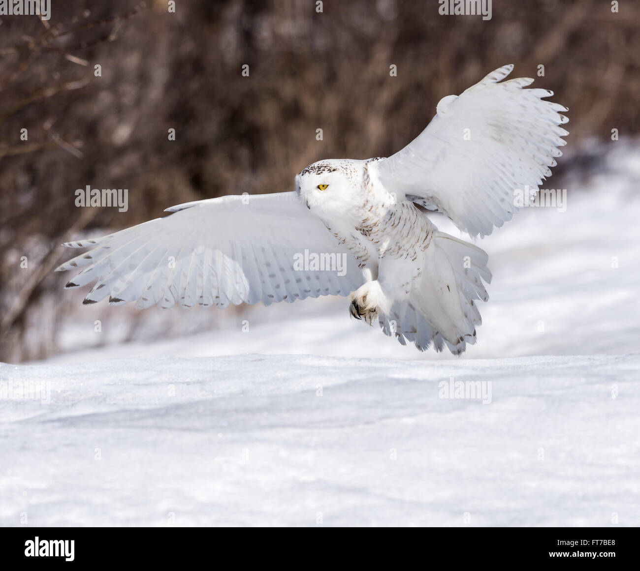 Snowy Owl in Flight Stock Photo - Alamy