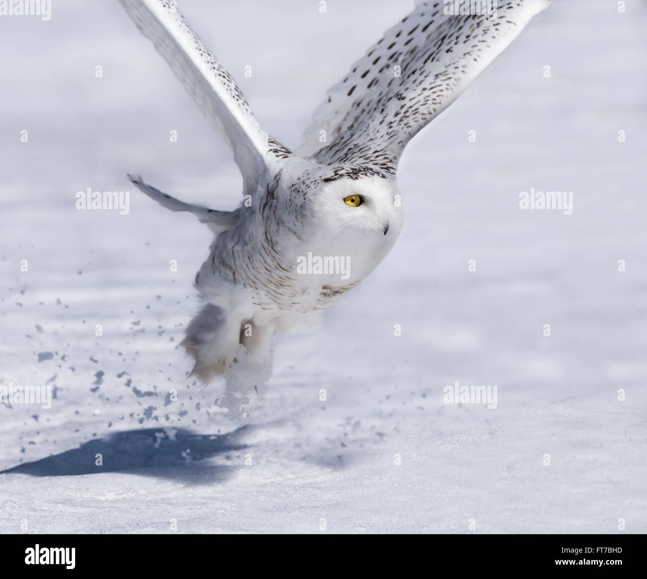 Snowy Owl Taking Off Stock Photo - Alamy