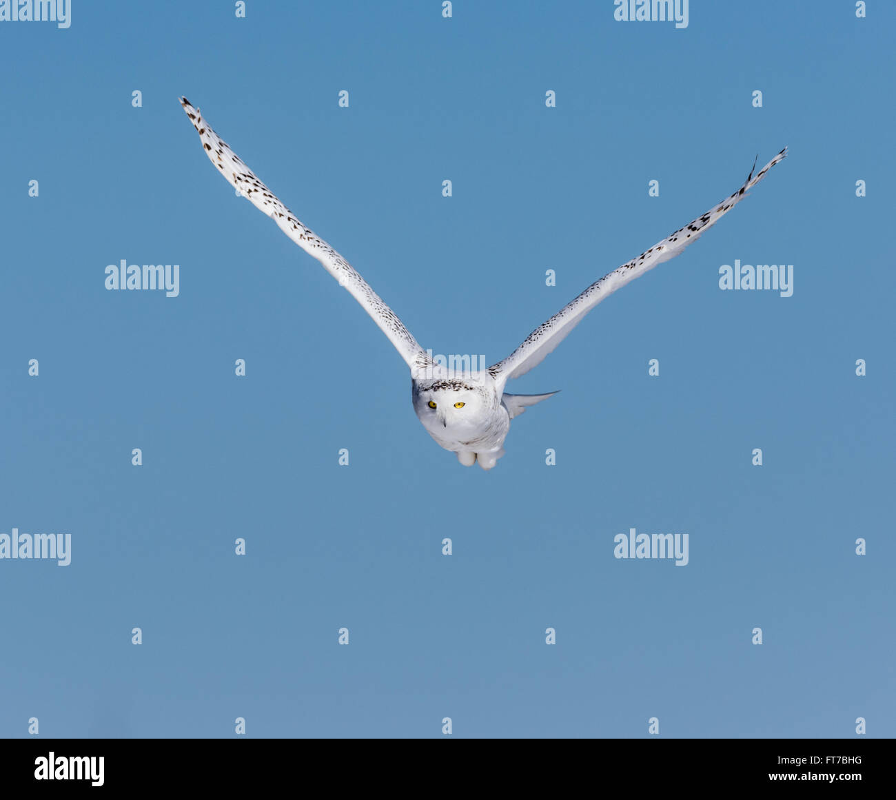 Snowy Owl in Flight Stock Photo - Alamy