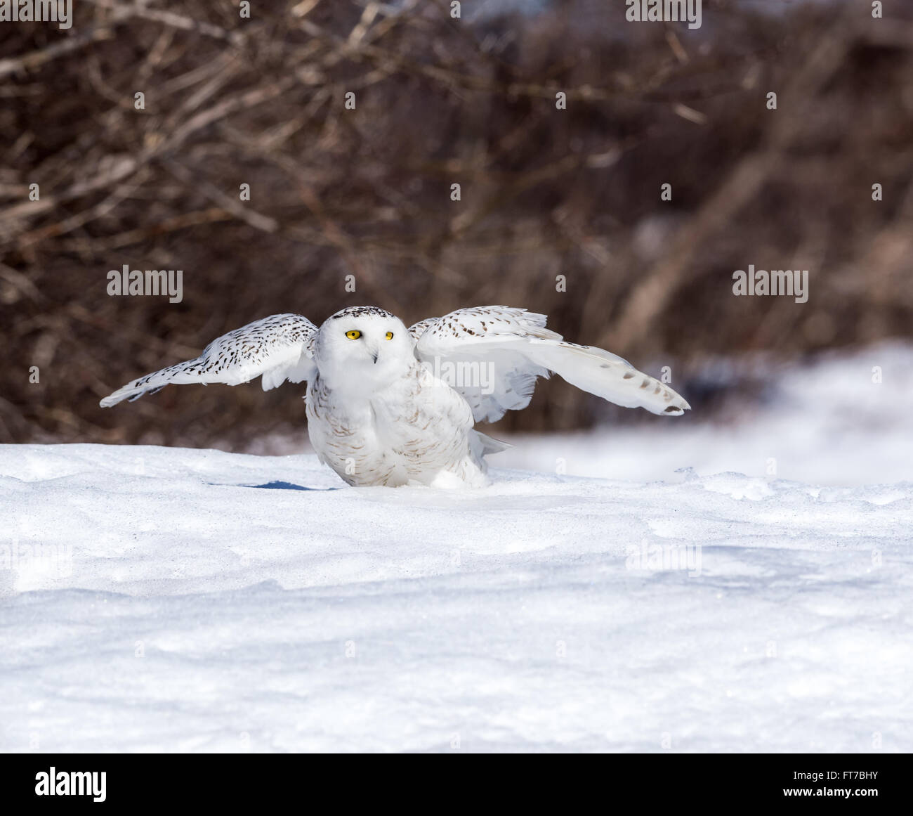 Snowy Owl with Open Wings Stock Photo - Alamy