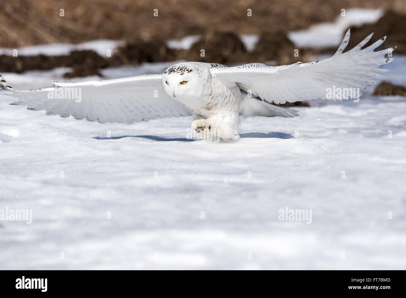 Snowy Owl Landing Stock Photo - Alamy