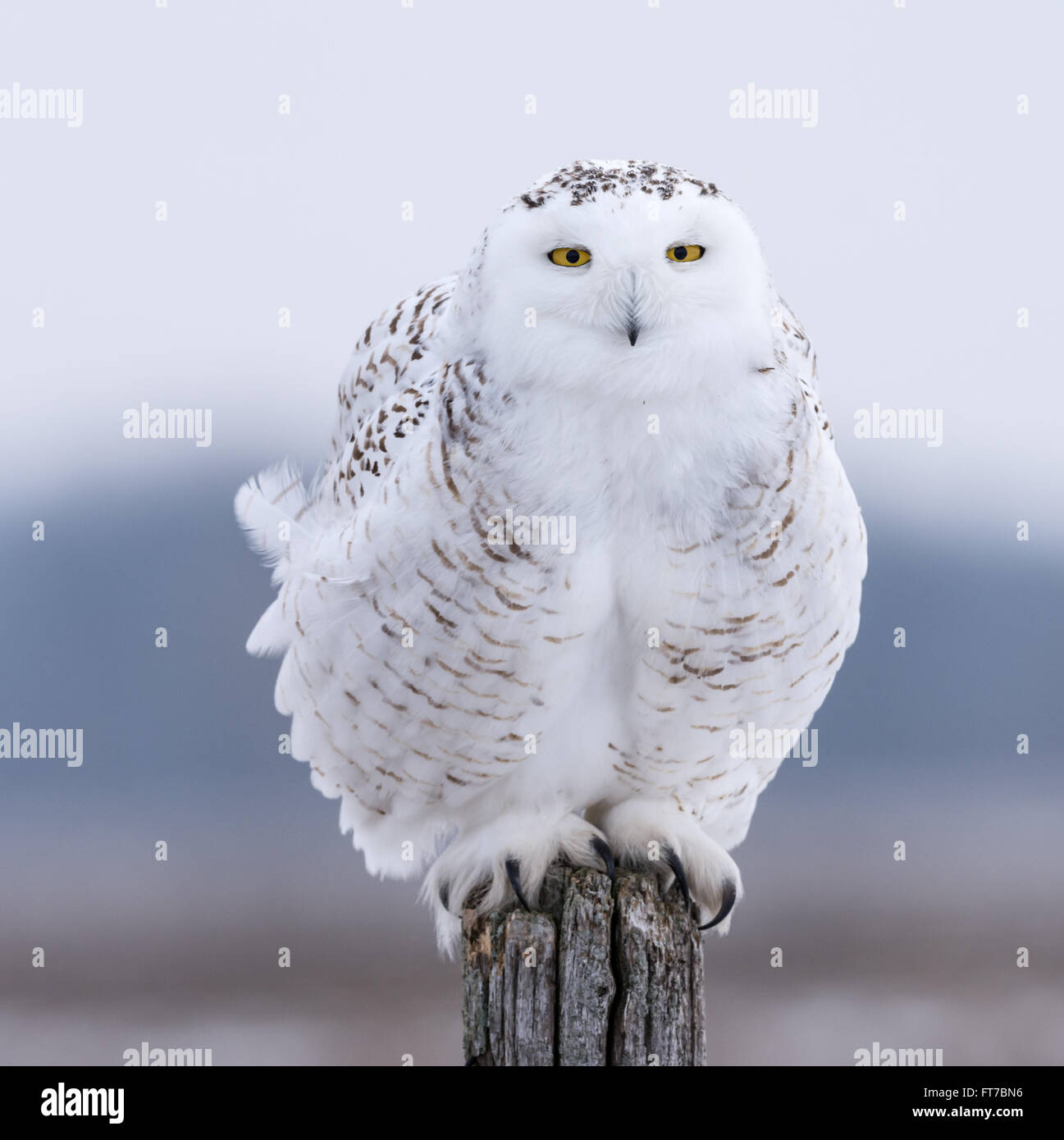 Alaska winter snowy owl hi-res stock photography and images - Alamy
