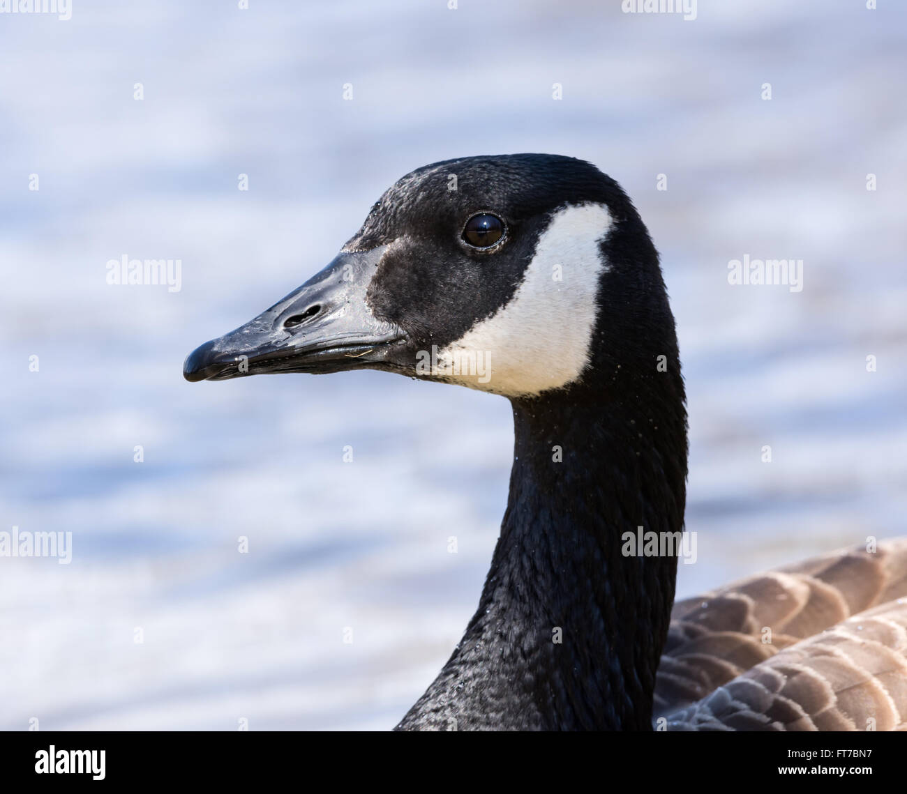 Canada Goose Portrait Stock Photo - Alamy