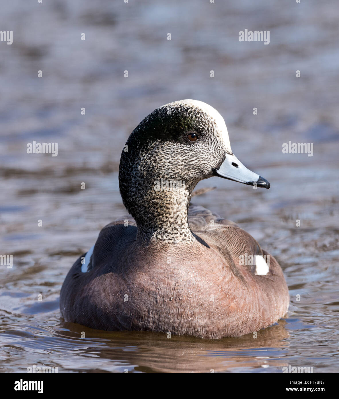 Male American Wigeon Swimming Stock Photo - Alamy