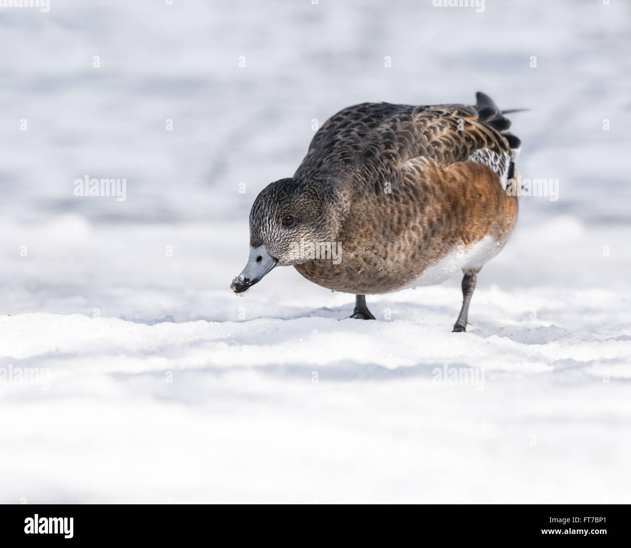 Wigeon identification hi-res stock photography and images - Alamy