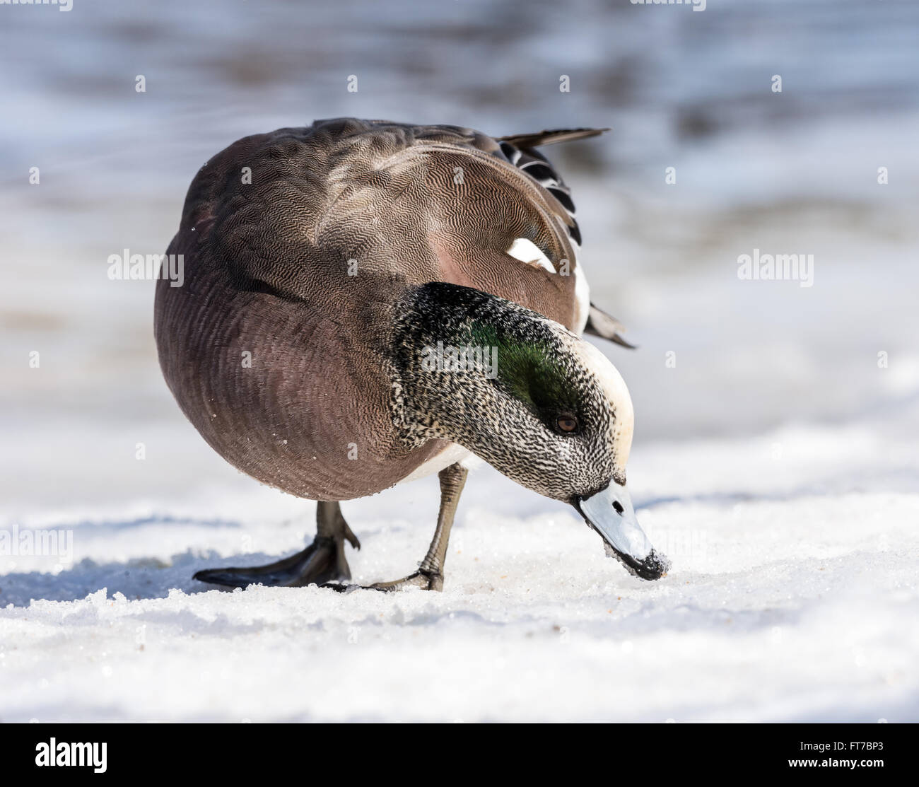Wigeon identification hi-res stock photography and images - Alamy