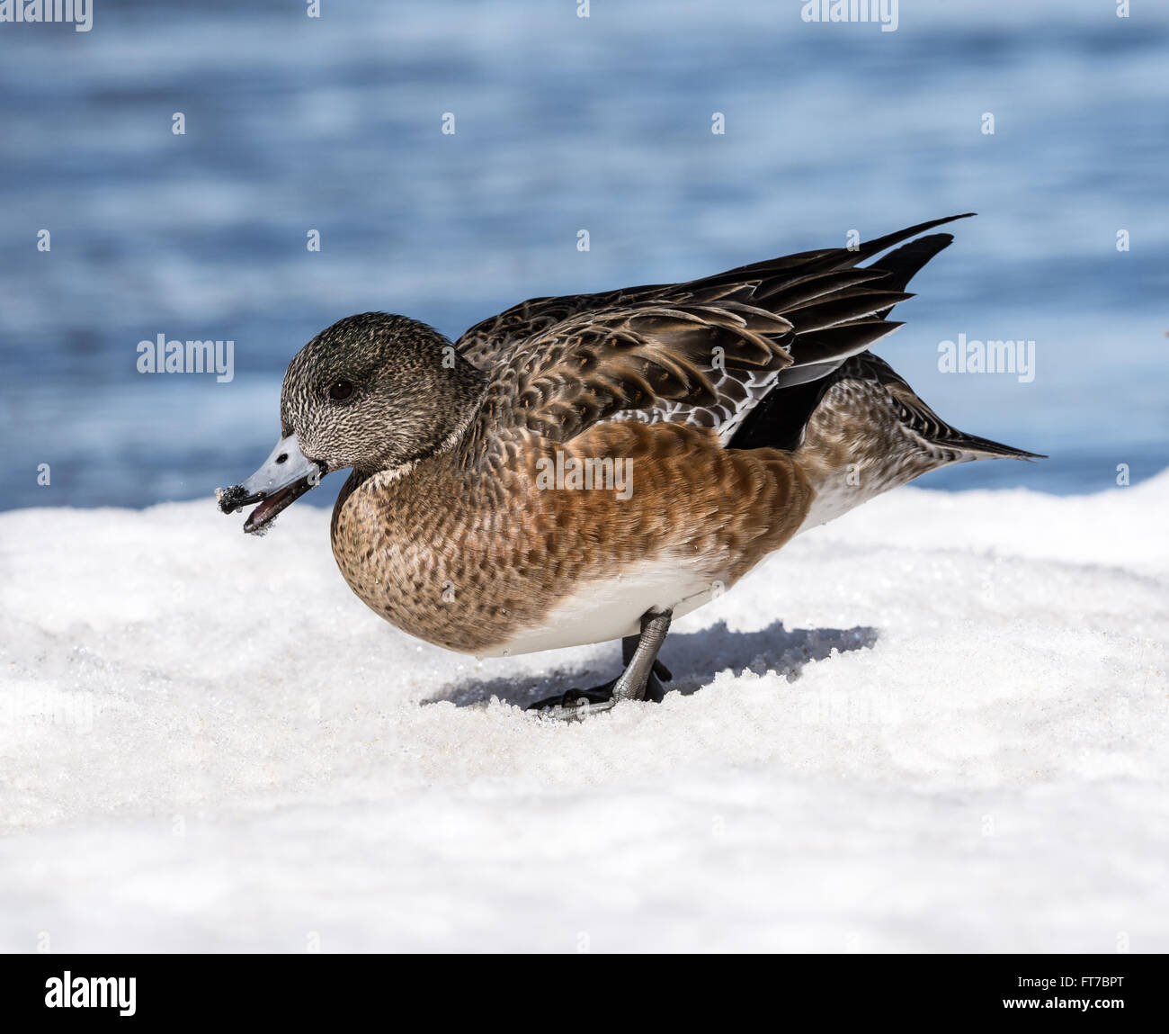 Female American Wigeon Stock Photo - Alamy