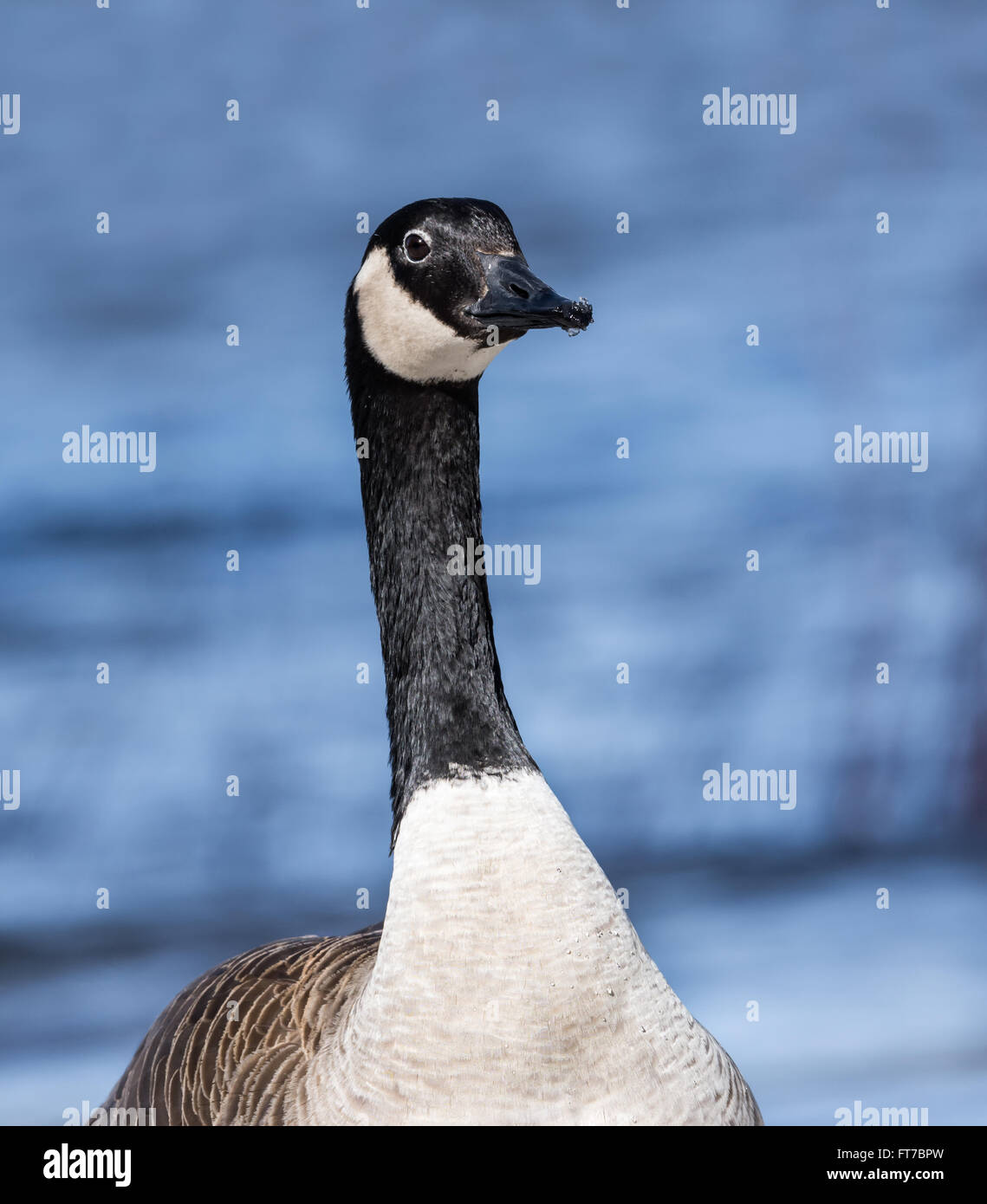 White cheek goose hi-res stock photography and images - Alamy