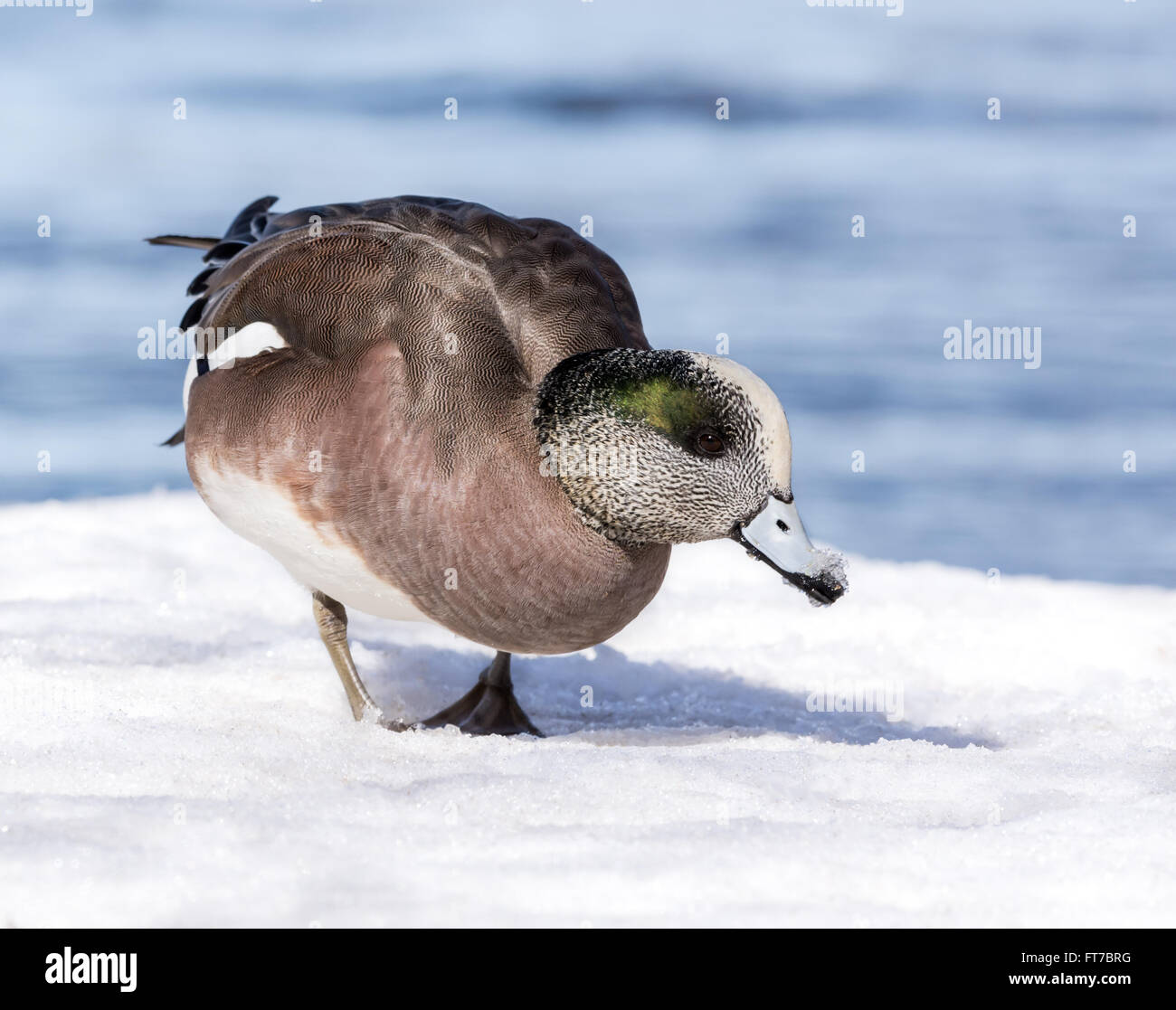 Male American Wigeon Stock Photo - Alamy