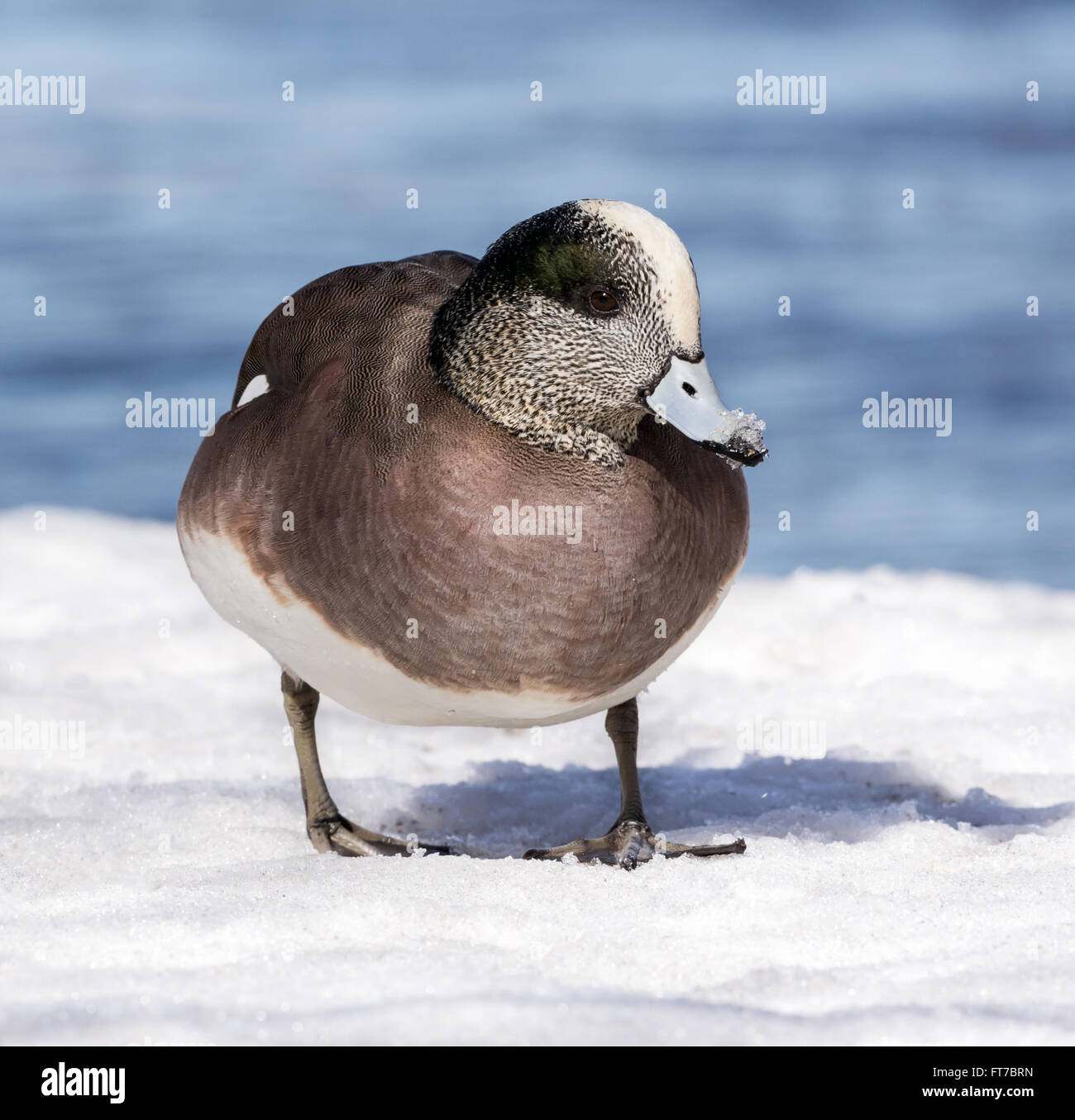 Wigeon identification hi-res stock photography and images - Alamy