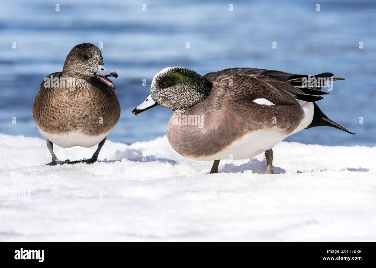 Male female widgeon hi-res stock photography and images - Alamy