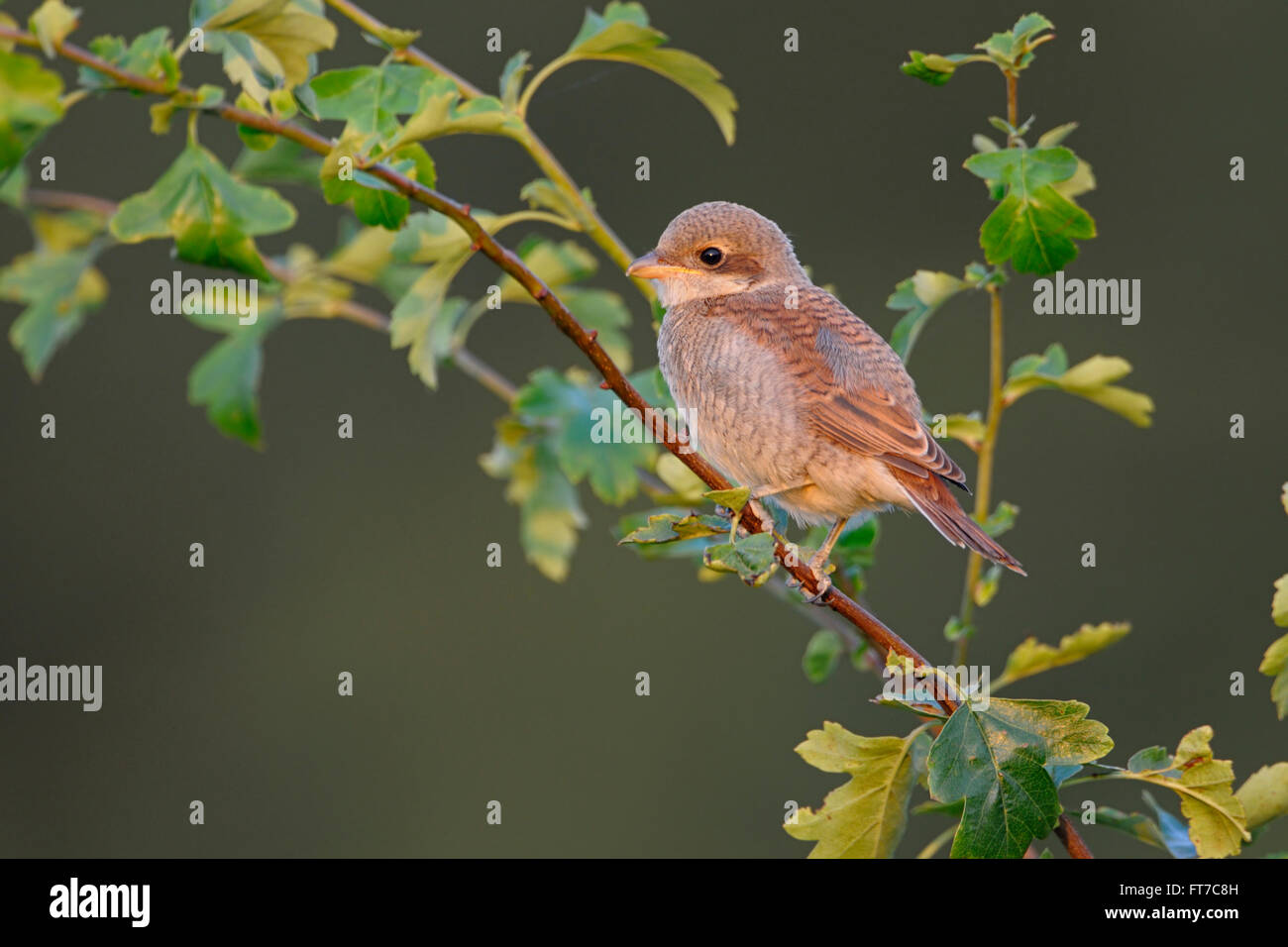Red backed Shrike ( Lanius collurio ), young bird, fledgling, in best ...