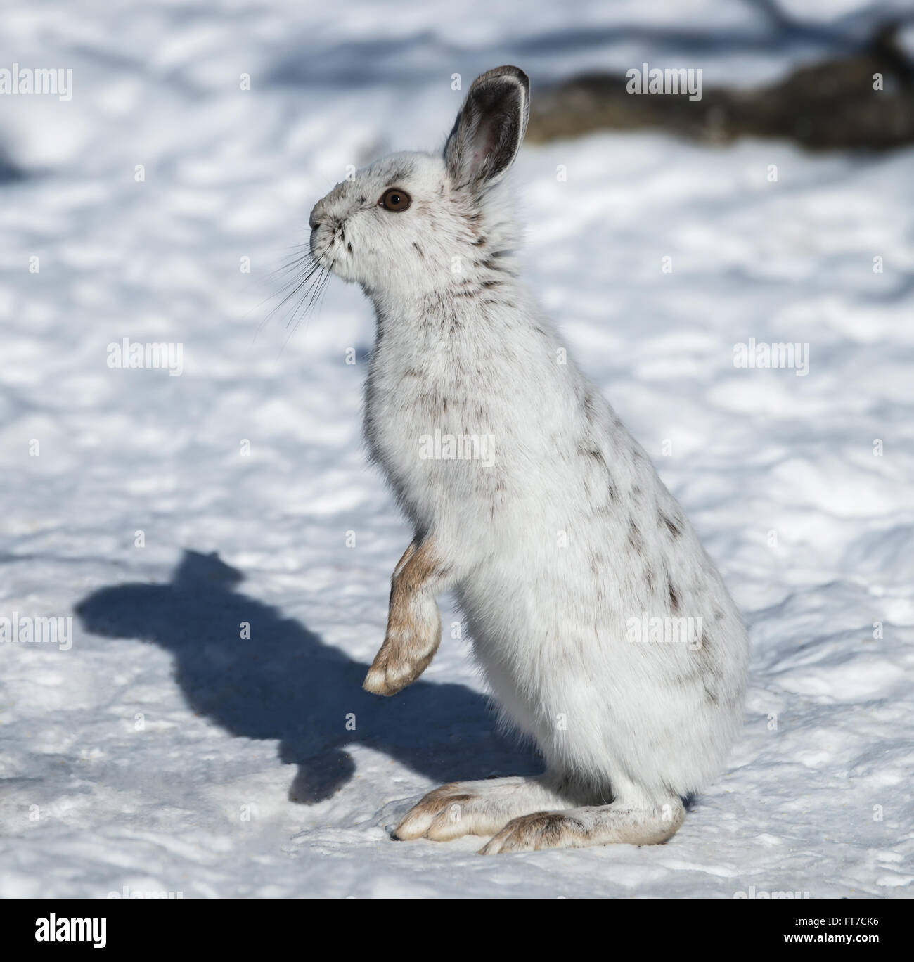 White Snowshoe Hare in Winter Stock Photo - Alamy