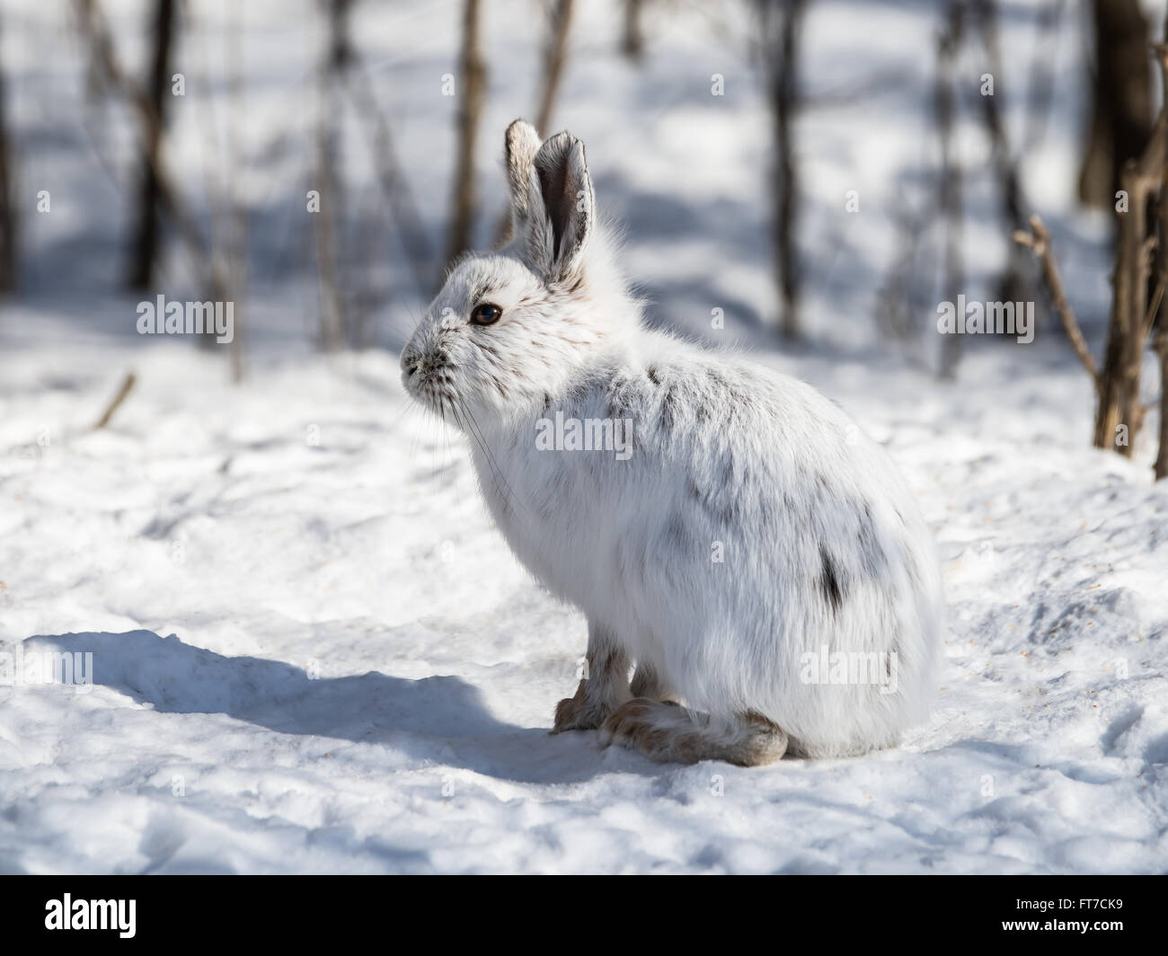 White Snowshoe Hare in Winter Stock Photo - Alamy