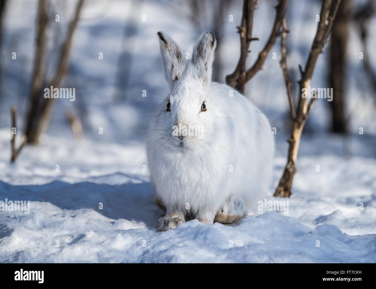White Snowshoe Hare in Winter Stock Photo - Alamy