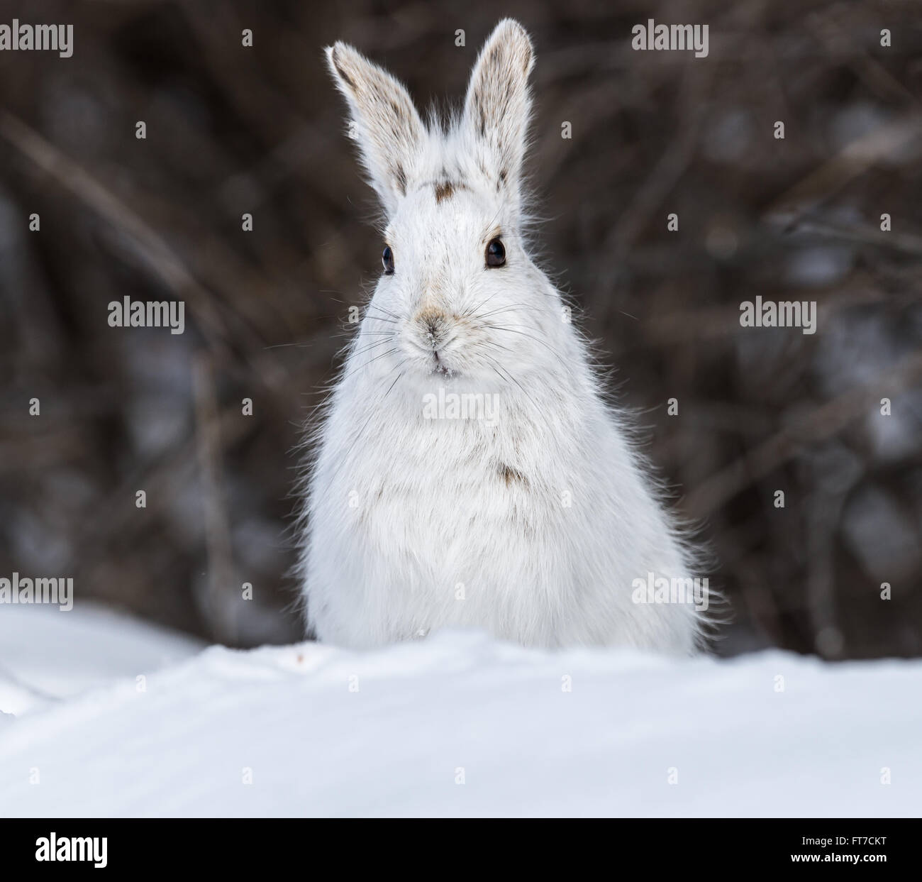 White snowshoe hare hi-res stock photography and images - Alamy