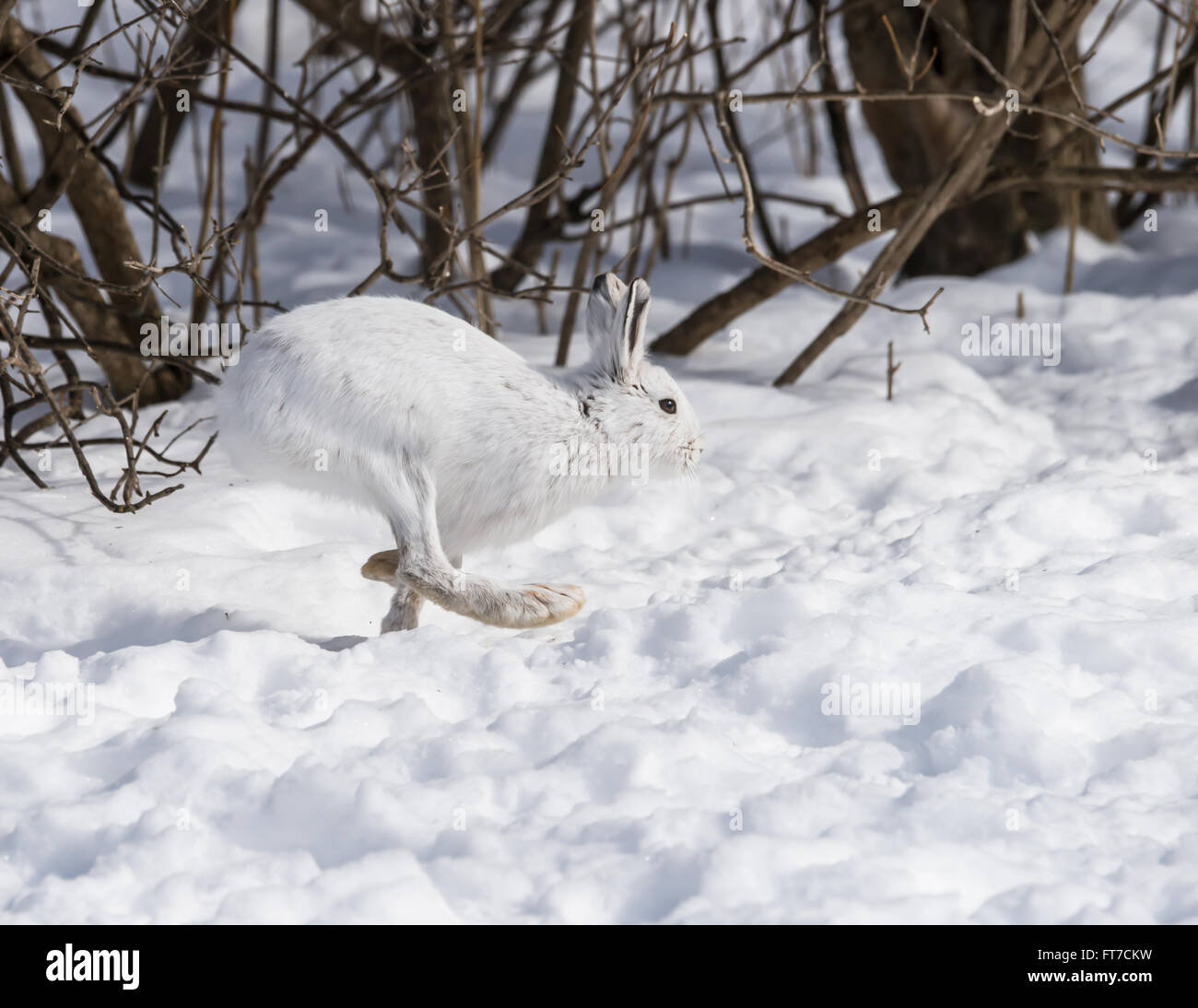 White Snowshoe Hare in Winter Stock Photo - Alamy