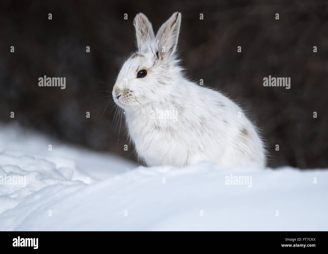 Snowshoe hare white hi-res stock photography and images - Alamy