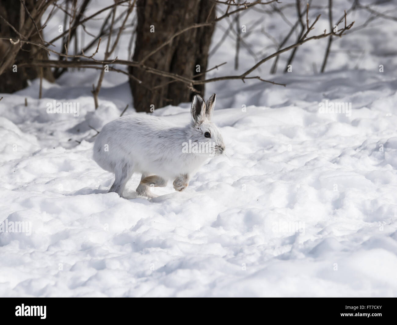 White Snowshoe Hare in Winter Stock Photo - Alamy