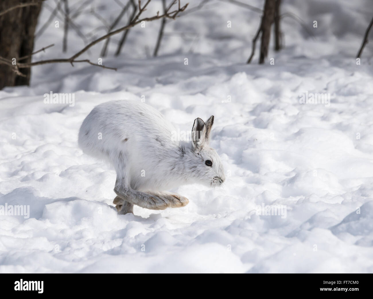 White Snowshoe Hare in Winter Stock Photo - Alamy