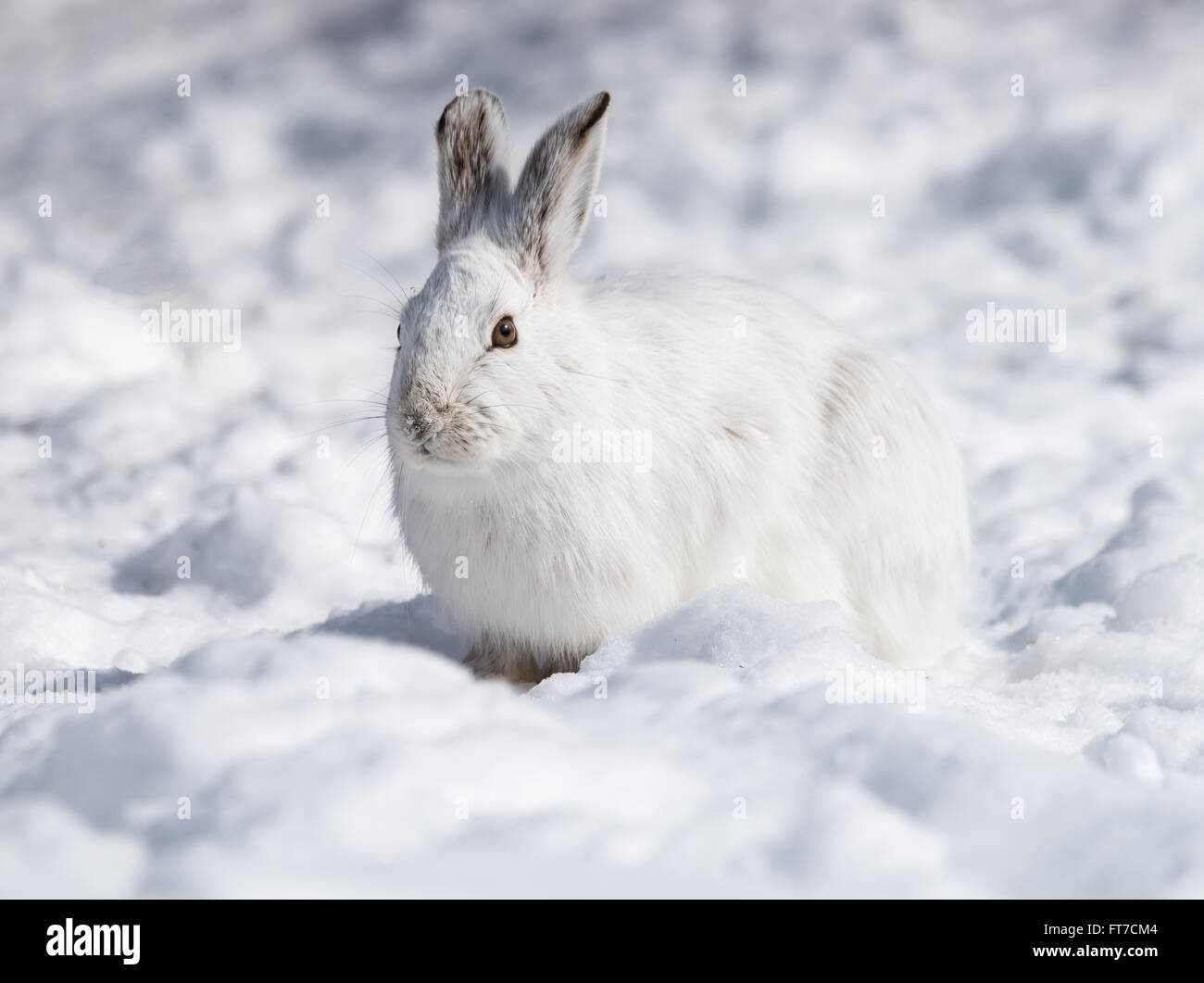 White Snowshoe Hare in Winter Stock Photo - Alamy