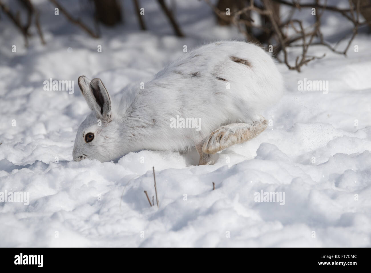 White Snowshoe Hare in Winter Stock Photo - Alamy