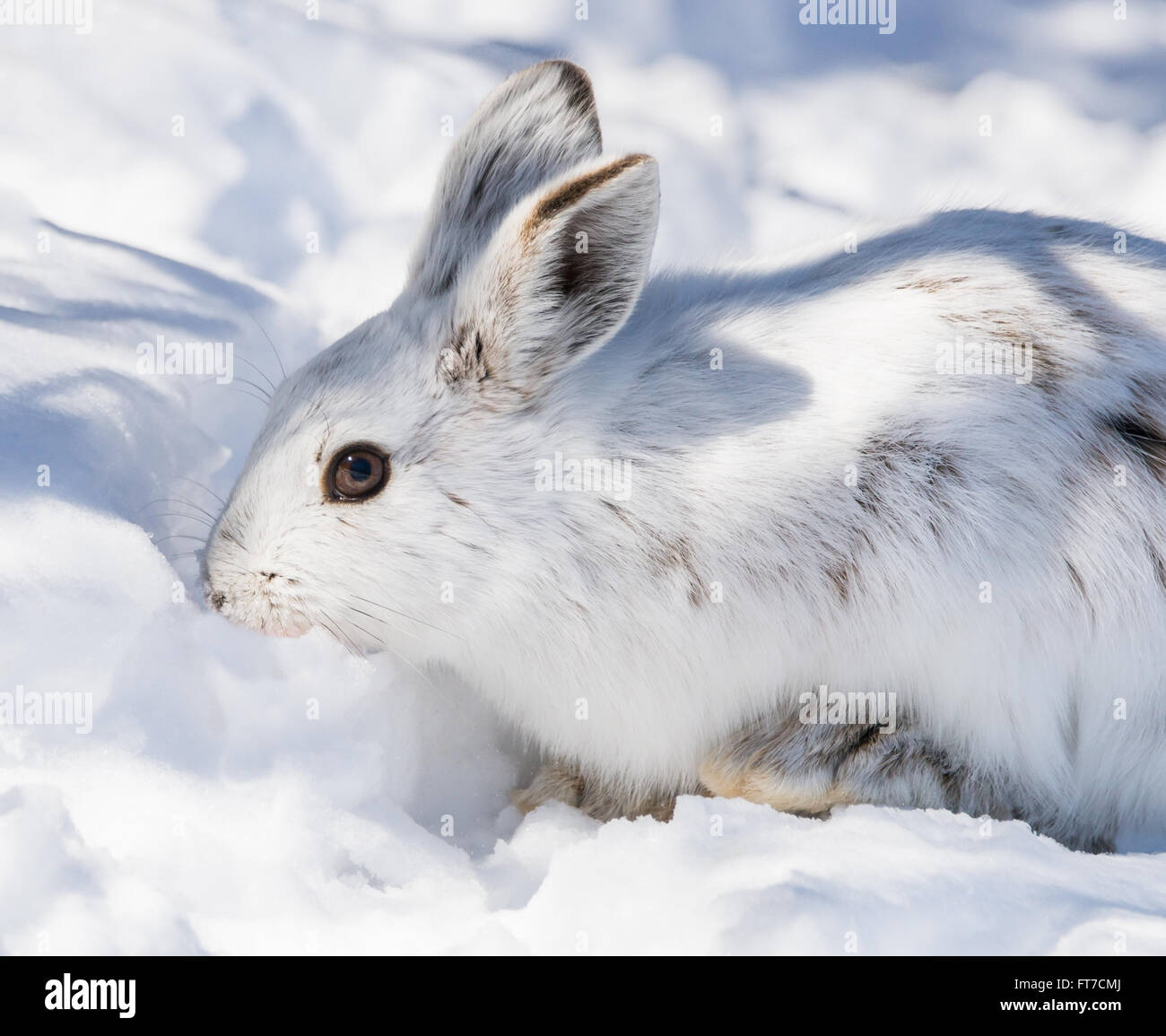 White Snowshoe Hare in Winter Stock Photo - Alamy