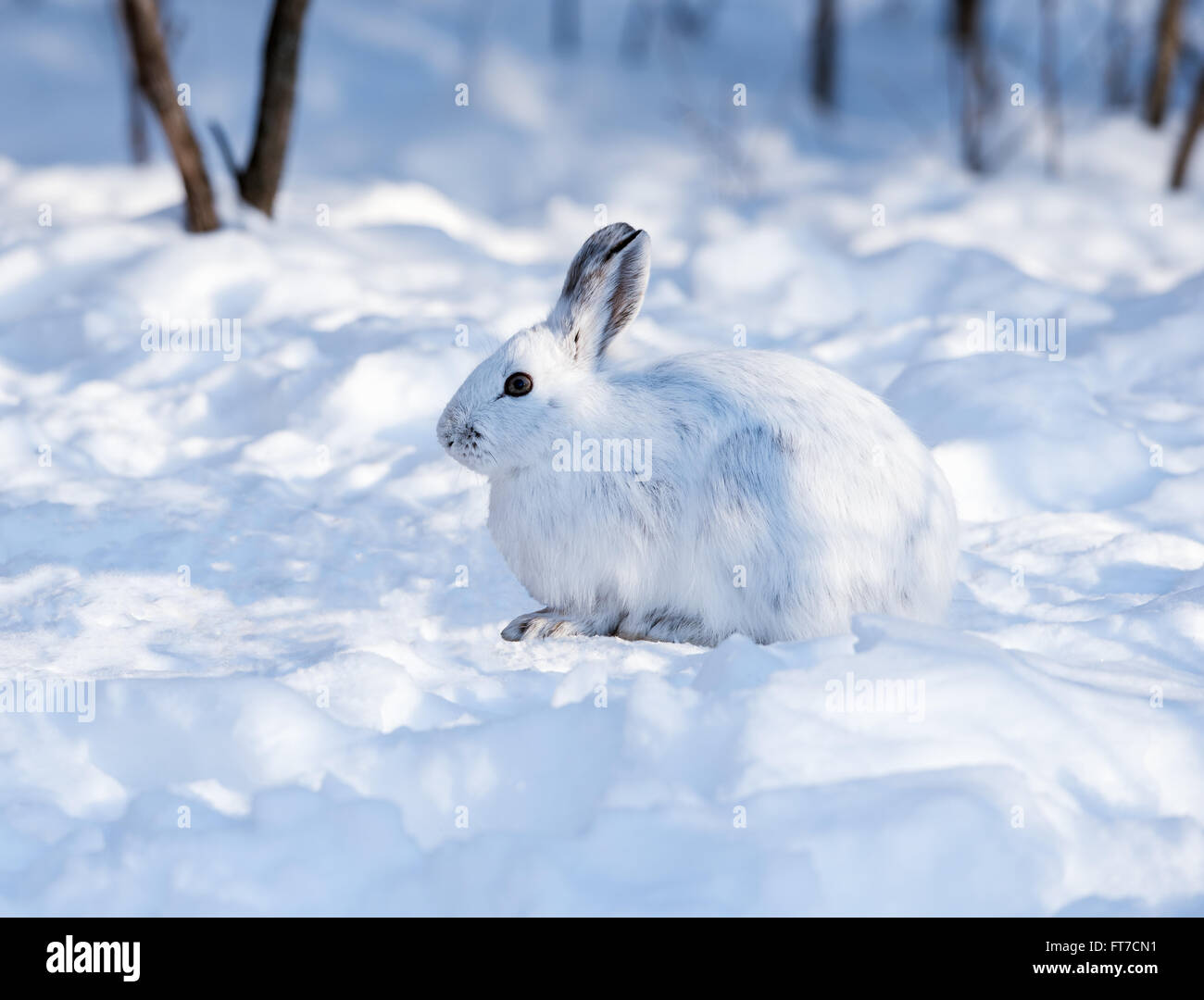 White Snowshoe Hare in Winter Stock Photo - Alamy