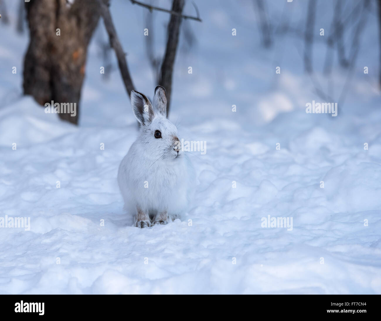 White Snowshoe Hare in Winter Stock Photo - Alamy