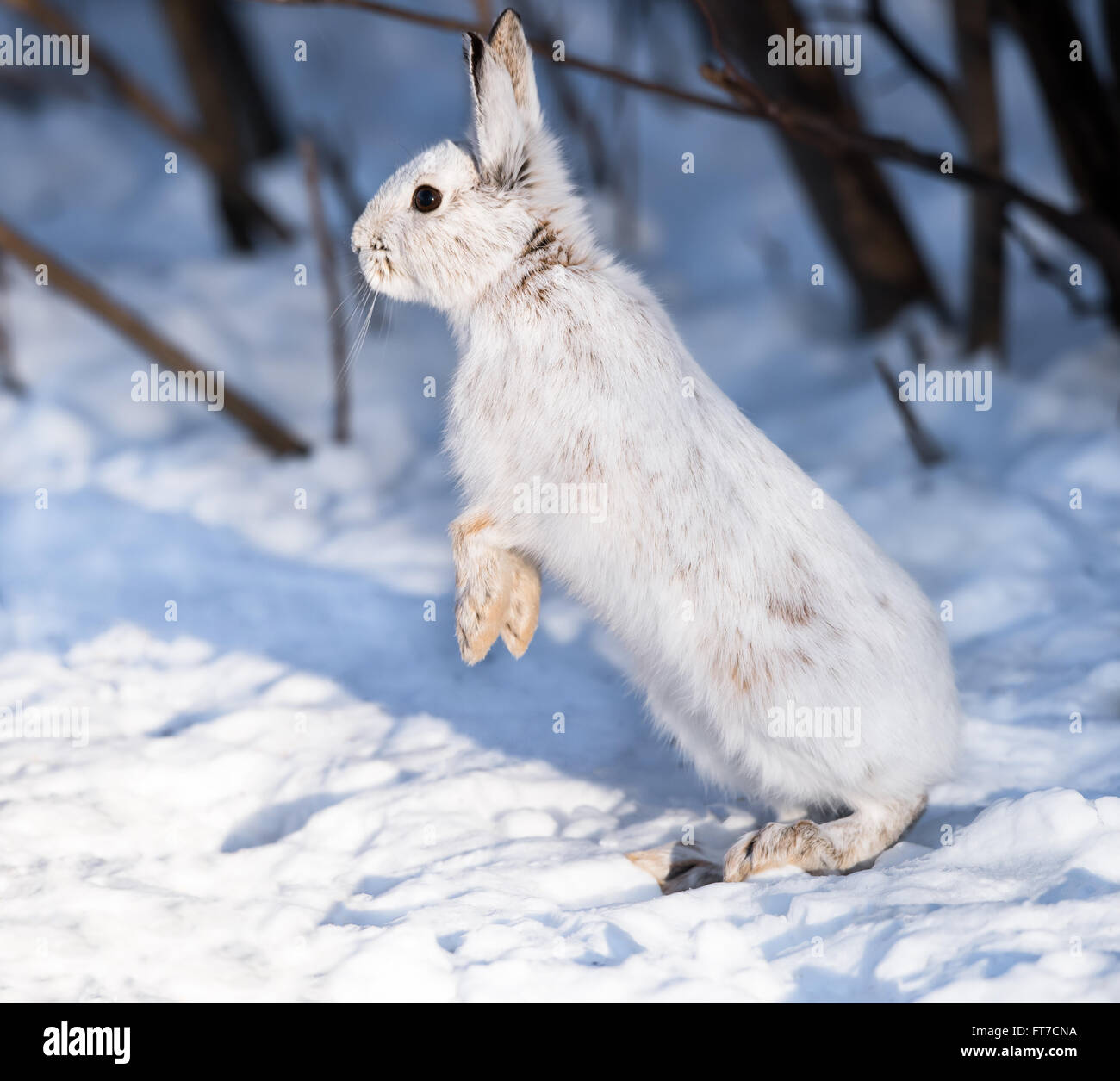 White Snowshoe Hare in Winter Stock Photo - Alamy