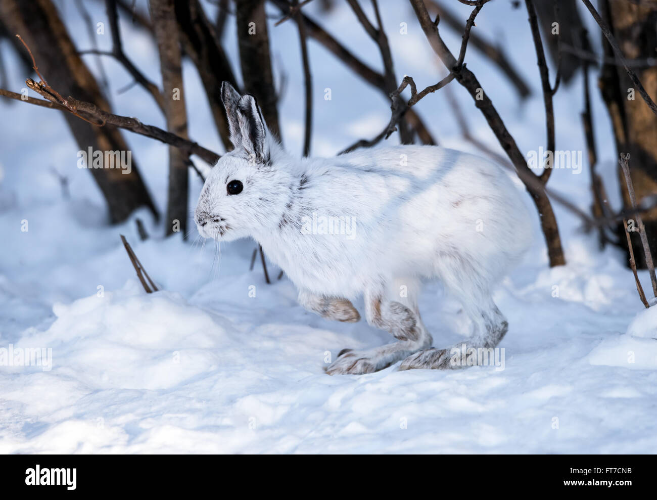 White Snowshoe Hare in Winter Stock Photo - Alamy