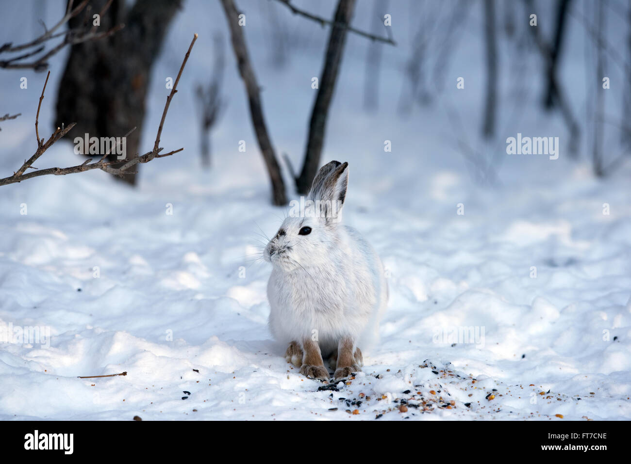 White Snowshoe Hare in Winter Stock Photo - Alamy