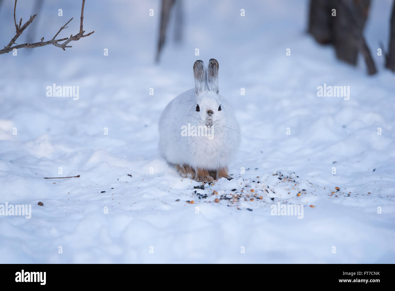 White Snowshoe Hare in Winter Stock Photo - Alamy