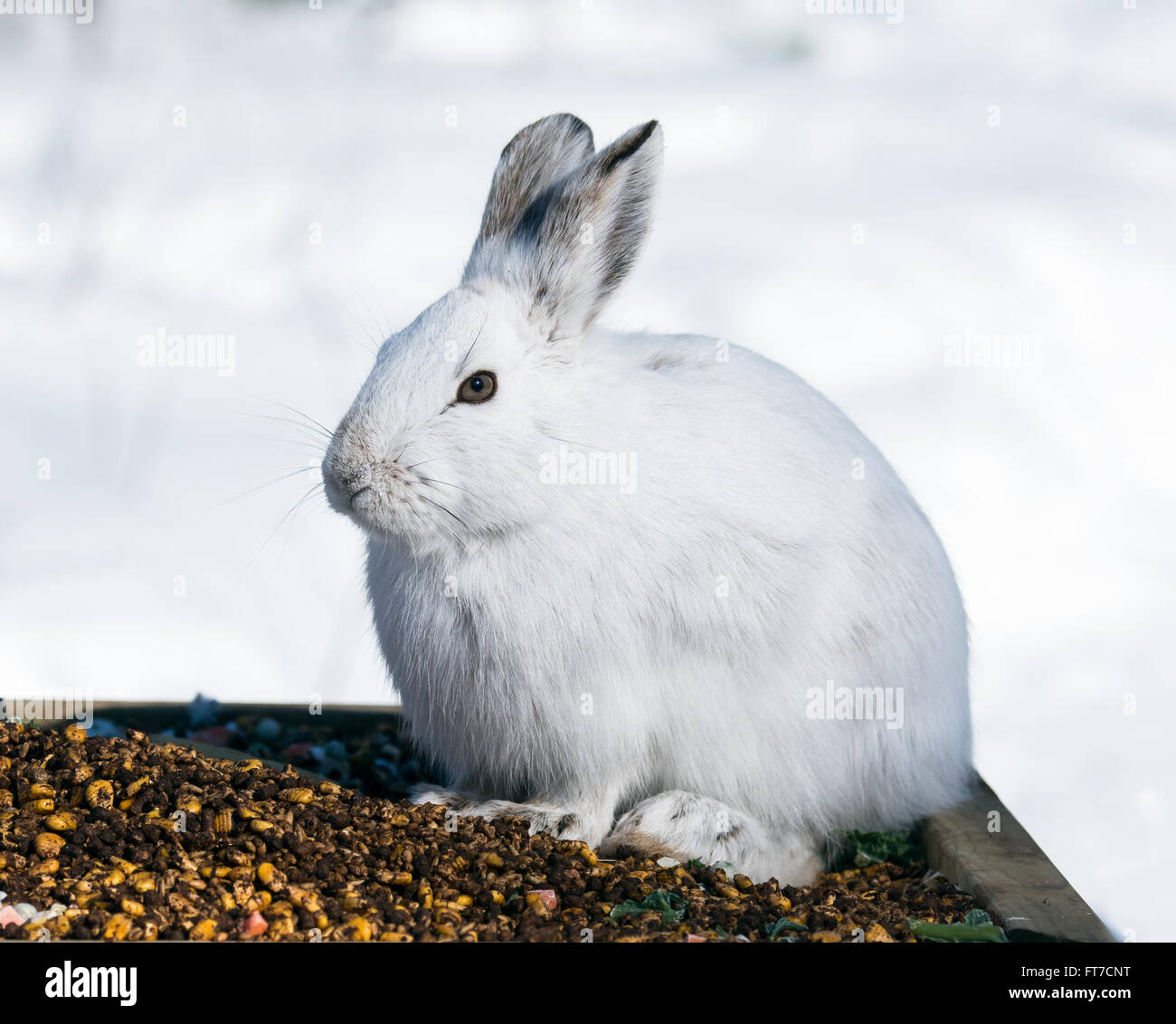 White Snowshoe Hare in Winter Stock Photo - Alamy