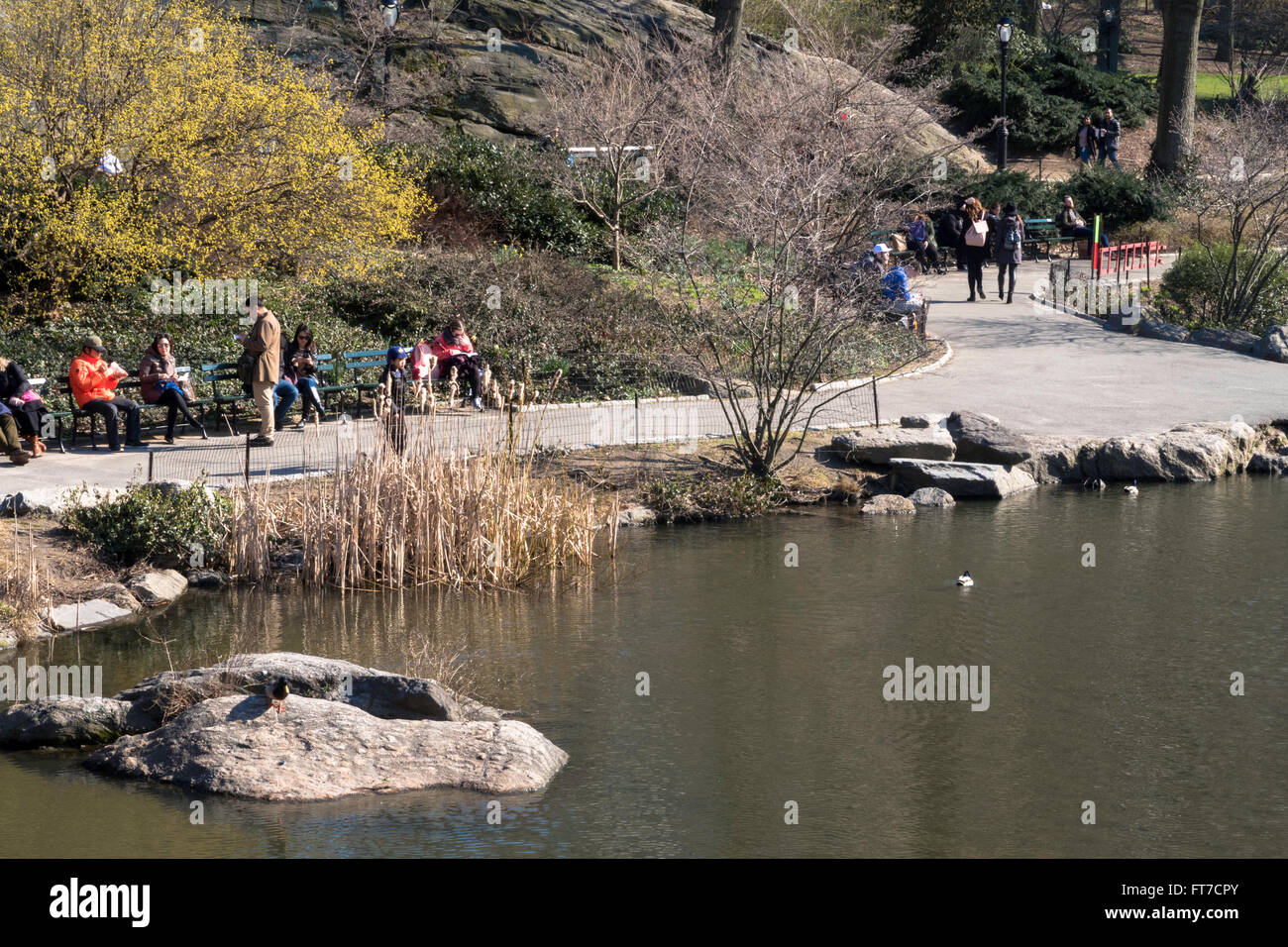 The Pond in Central Park, NYC Stock Photo - Alamy