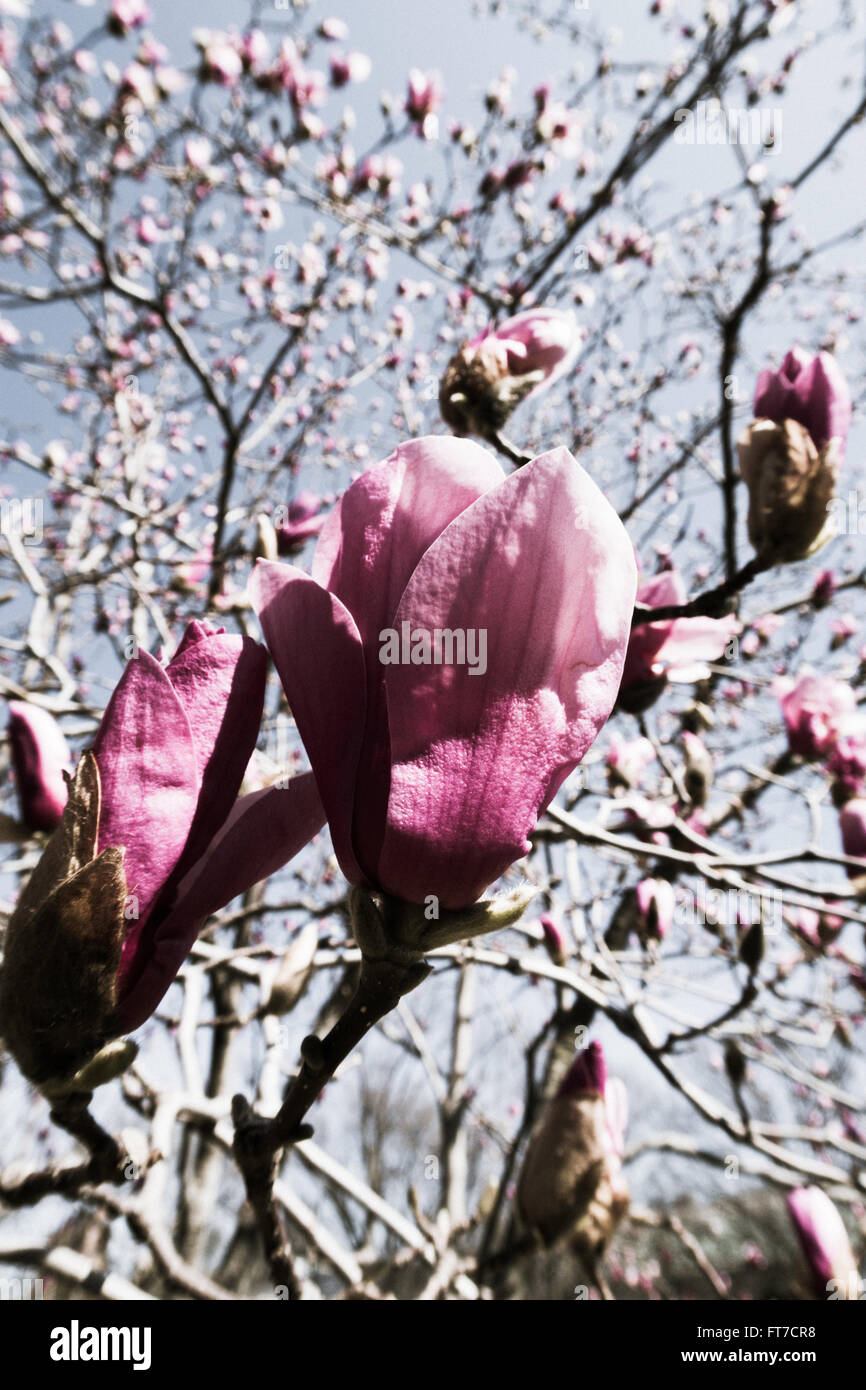 Springtime Trees with Blossoms in Central Park, NYC Stock Photo - Alamy