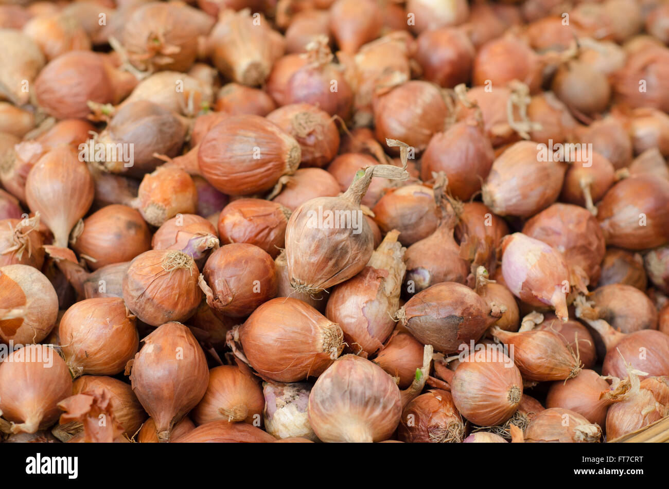Dry shallot hi-res stock photography and images - Alamy