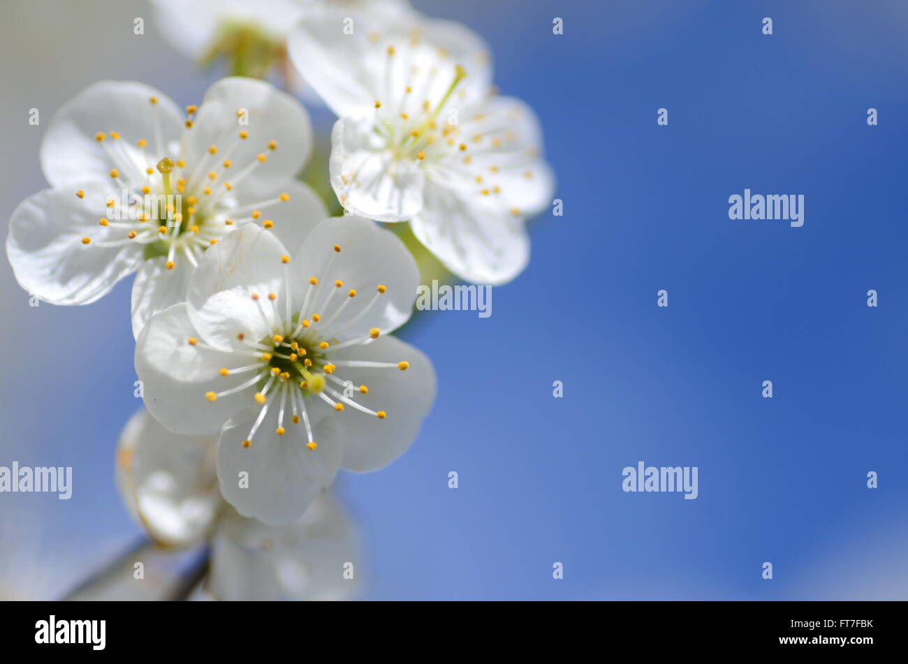 delicate beautiful cherry tree flowers against blue sky Stock Photo - Alamy