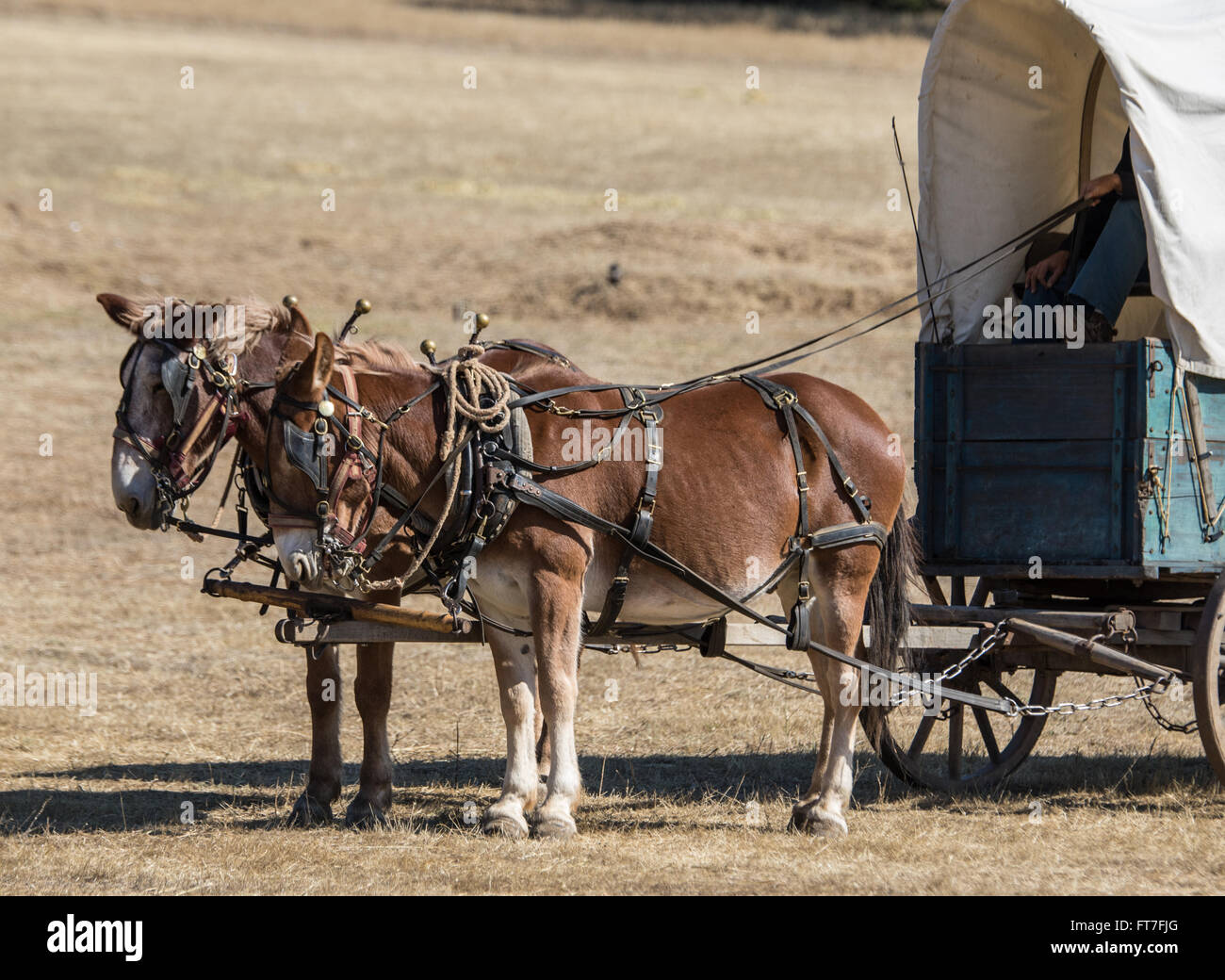 Covered wagon reenactment hi-res stock photography and images - Alamy