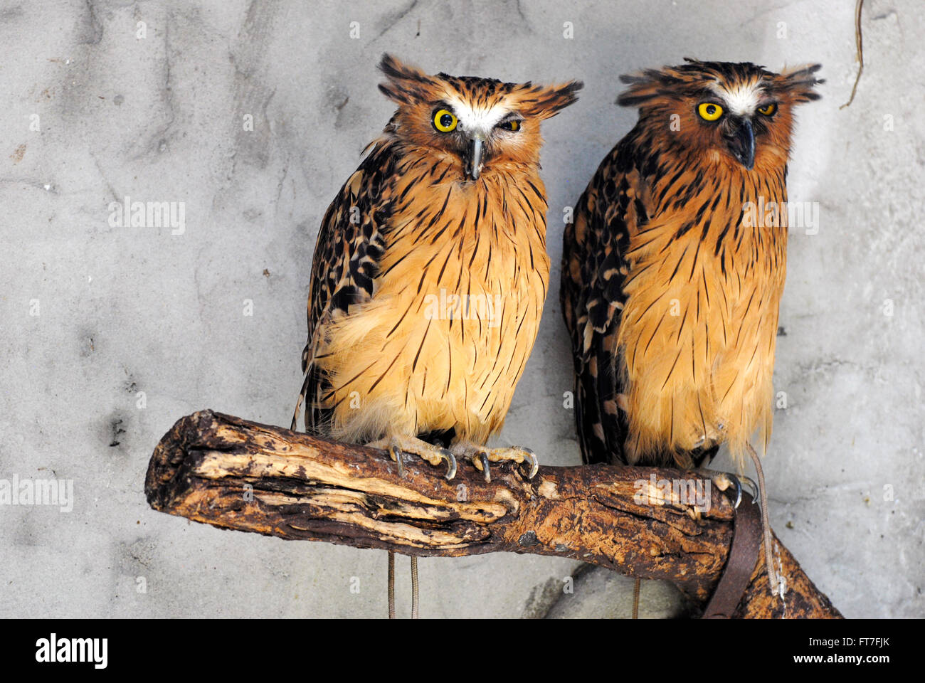 Buffy fish owls (Bubo ketupu Stock Photo - Alamy
